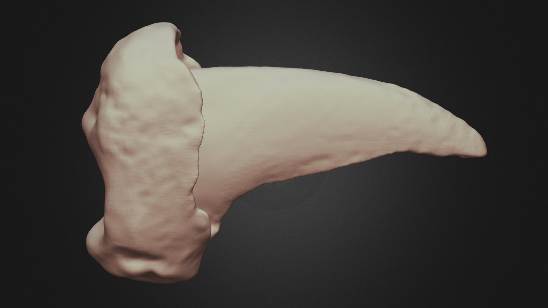 Ursus americanus Left 4th Toe Distal Phalanx - 3D model by Lakehead ...