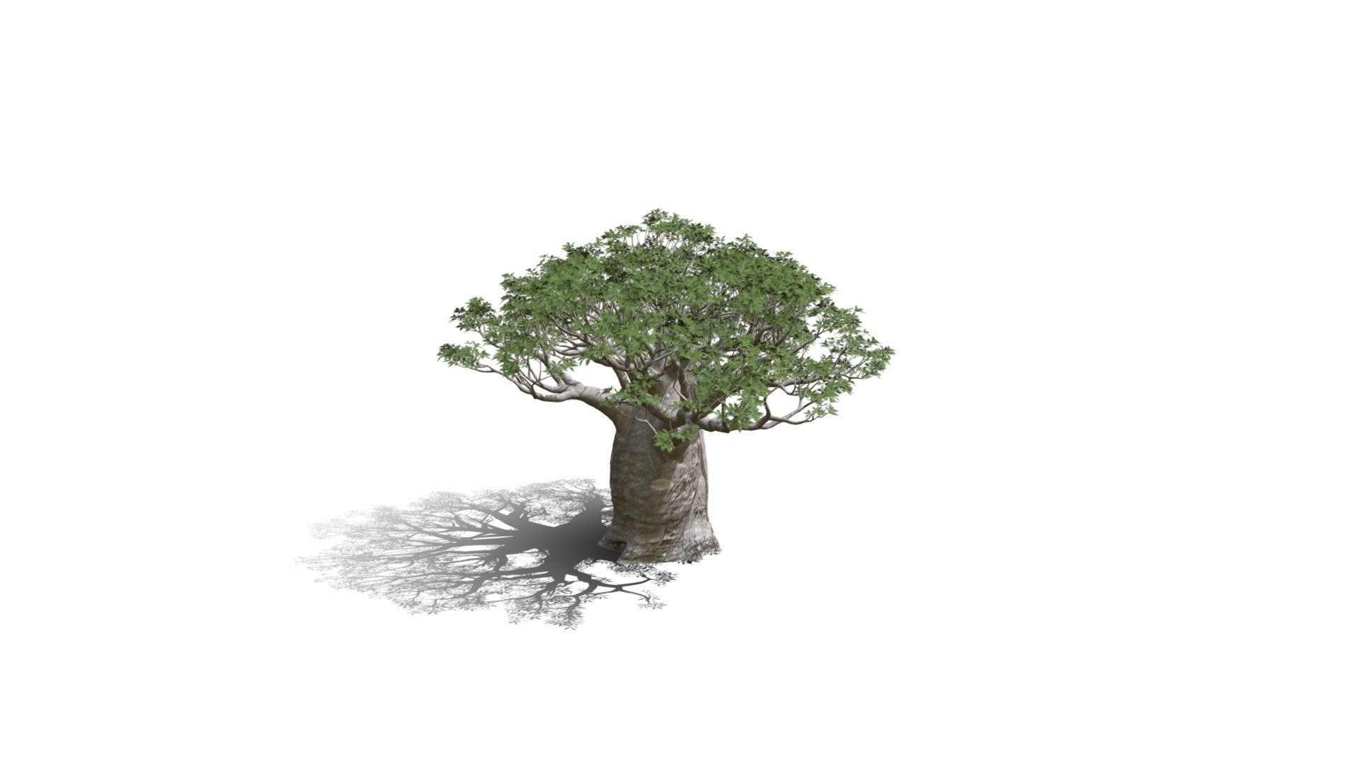 Realistic HD African continental baobab (10/20) - Buy Royalty Free 3D ...