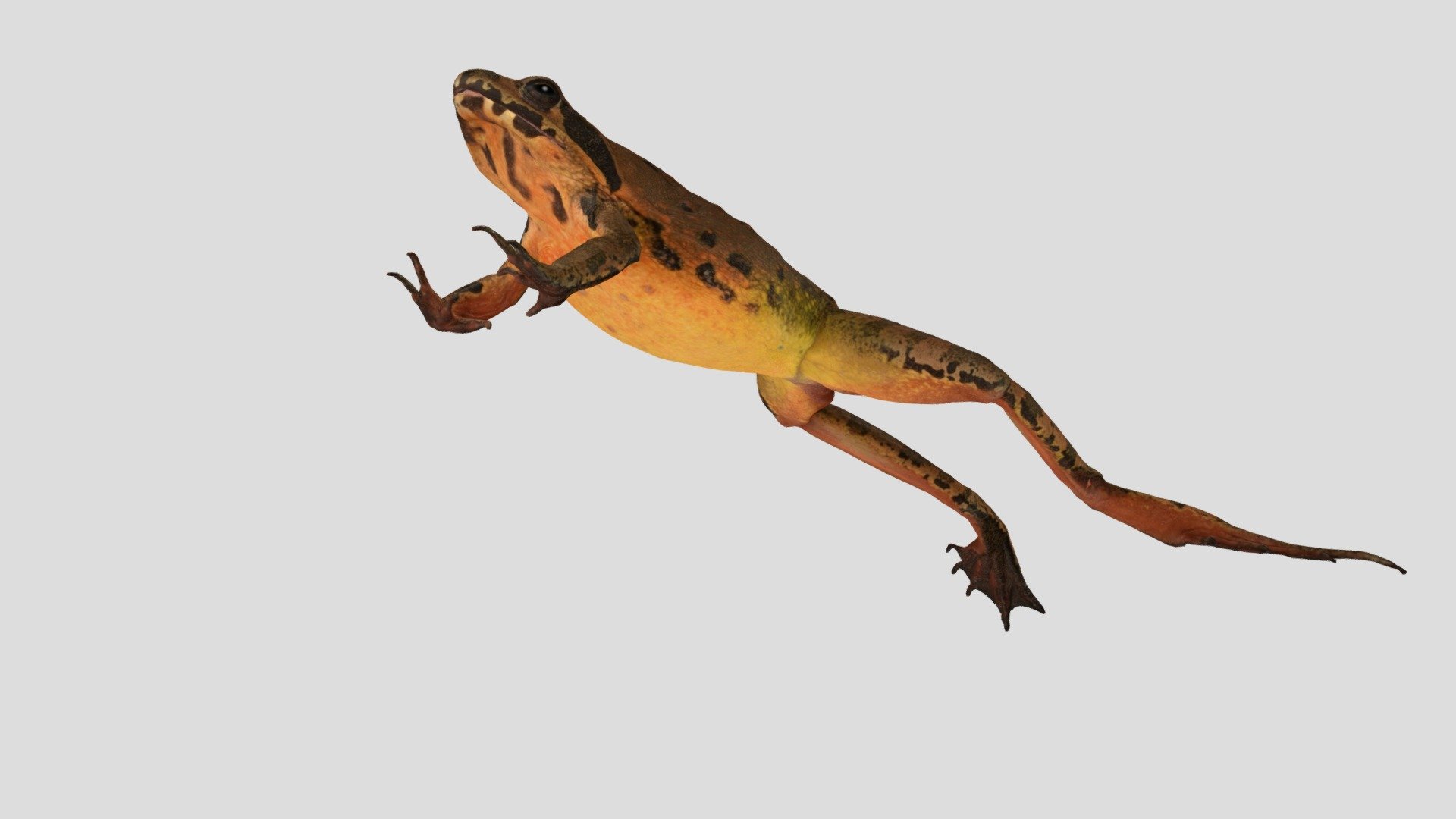 CC0 ヤマアカガエル 🐸 ♀ Japanese Mountain Brown Frog - Download Free 3D model ...