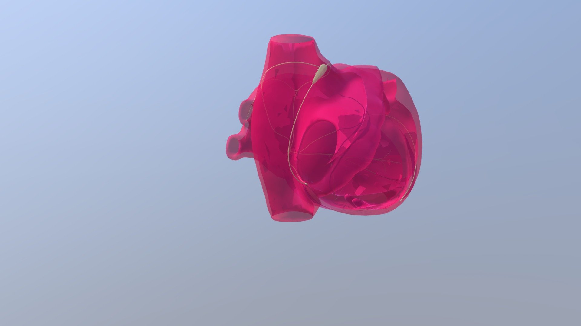 Cardiac electrical conduction - 3D model by Jairus Bowne (@jairus.bowne ...
