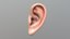 Ear with texture - 3D model by Missclicked (@tweekismic) [f67bb4d ...