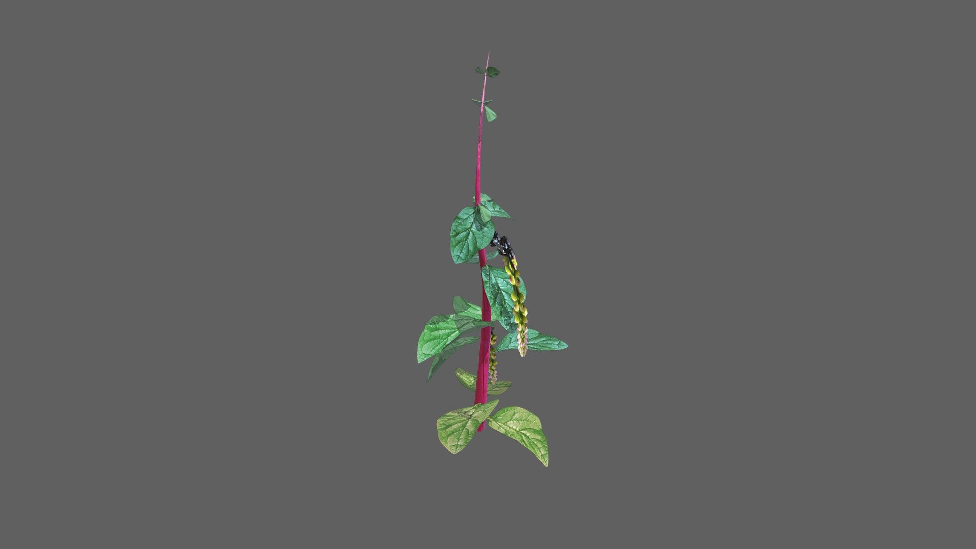 Malabar Spinach_for AR - 3D model by gokul vp (@gokulvp.vp) [f67c5f3 ...