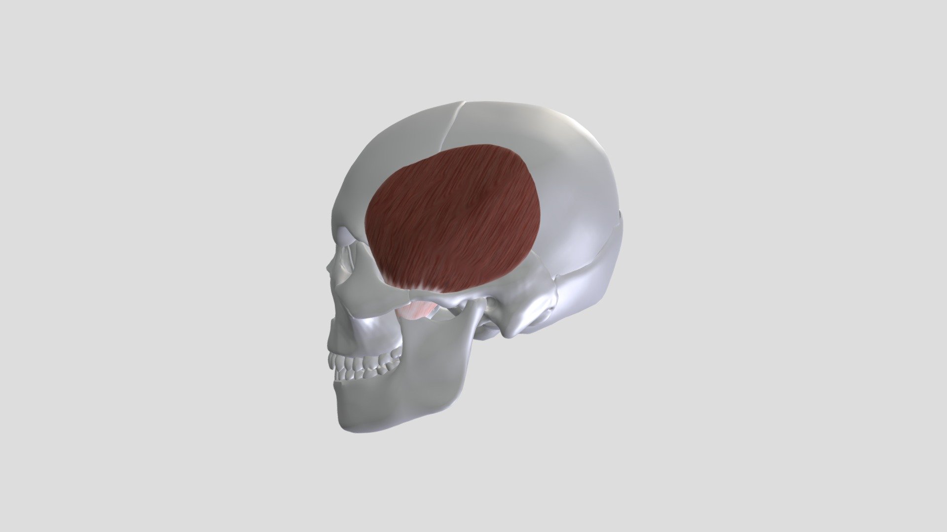 Skull Temporal Muscle - 3D model by dijitalartiz [f67ce59] - Sketchfab