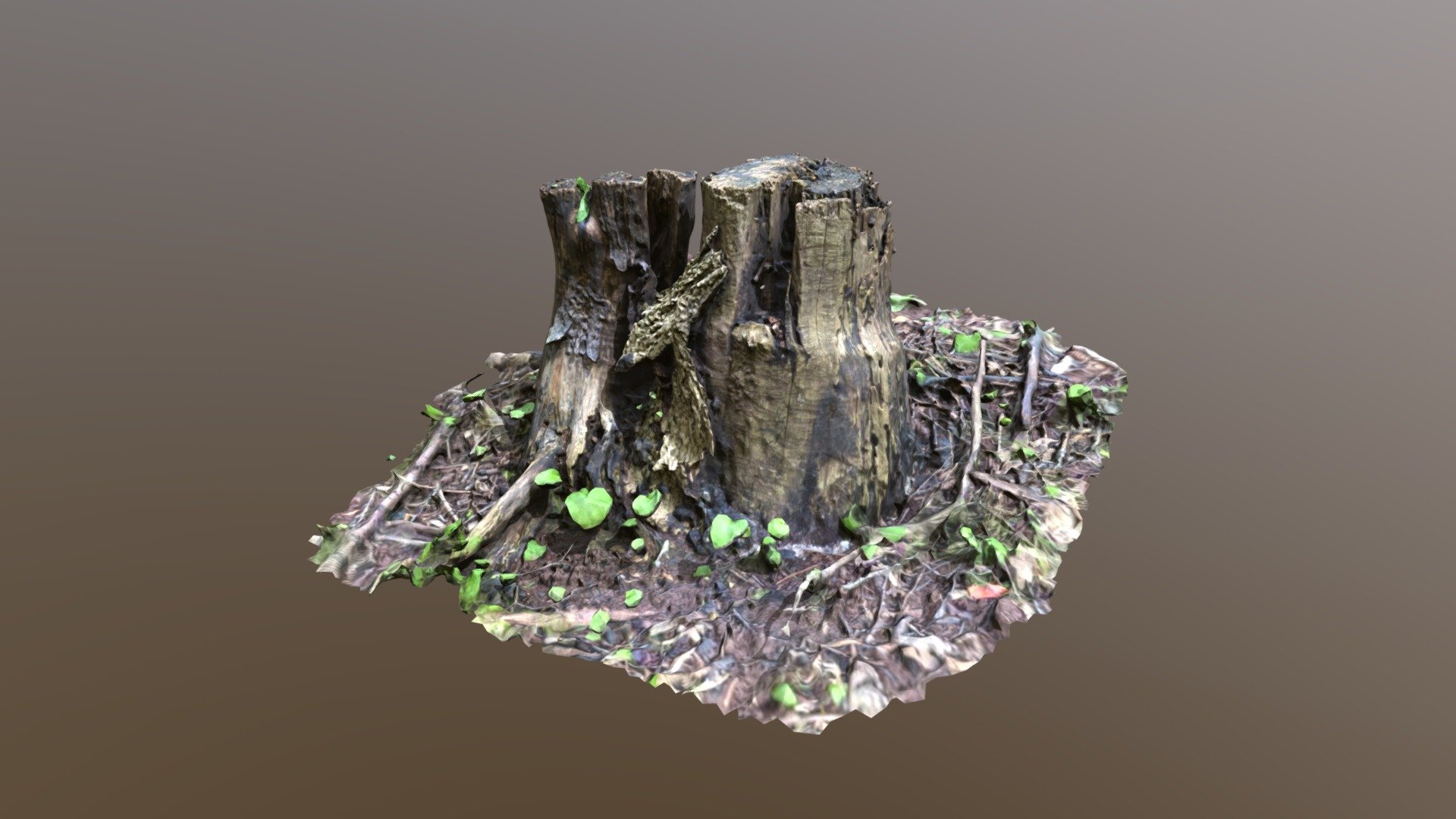 Chopped Trunk - Download Free 3D model by Emd. (@Swifty00) [f67d1ce ...