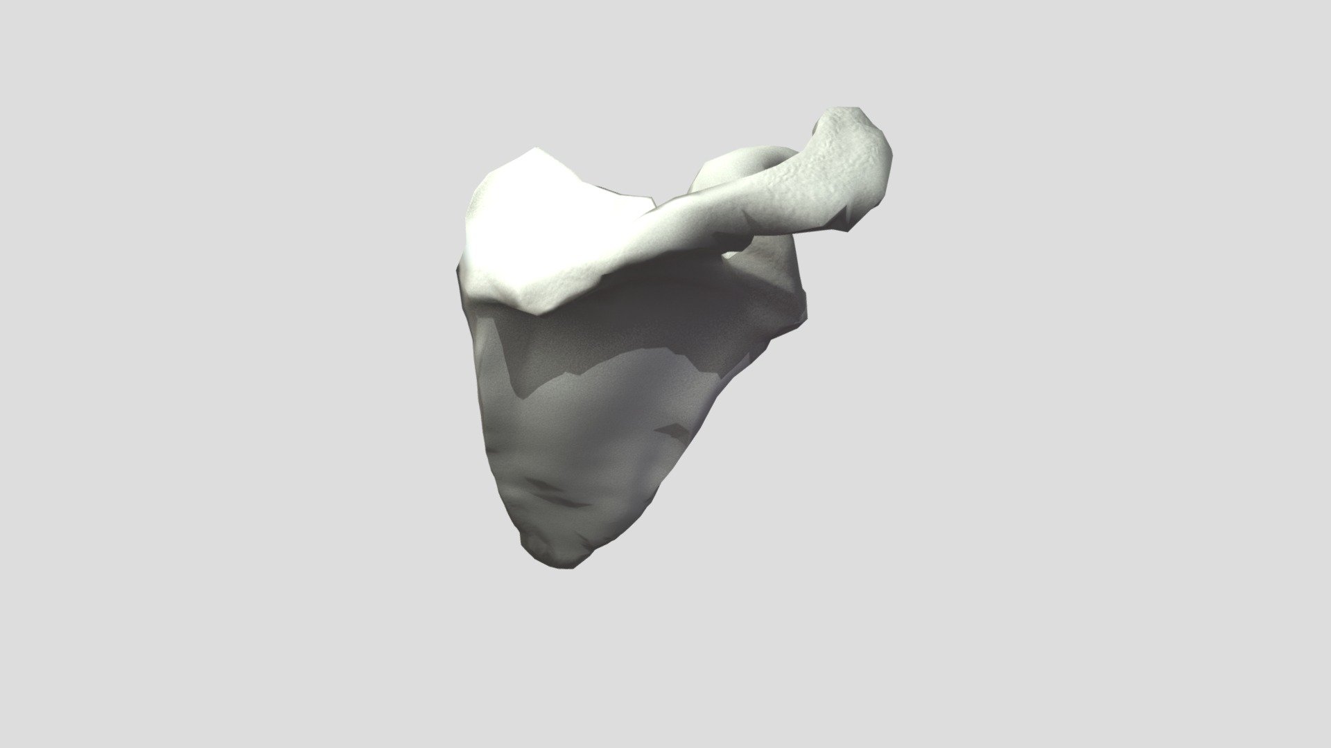 Scapula - 3D model by agundel [f67e30e] - Sketchfab