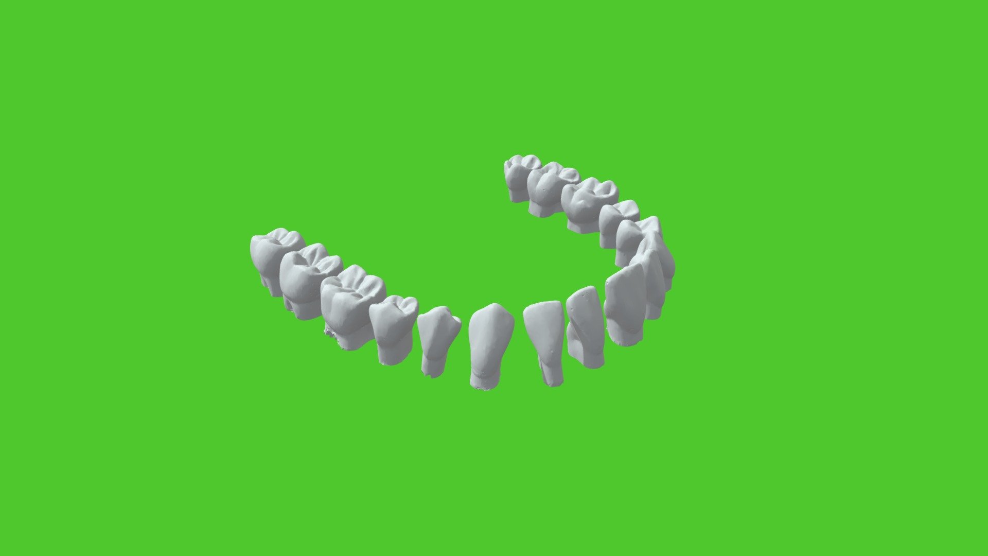 adult_tooth_morphology - Download Free 3D model by tech.service.allwe ...