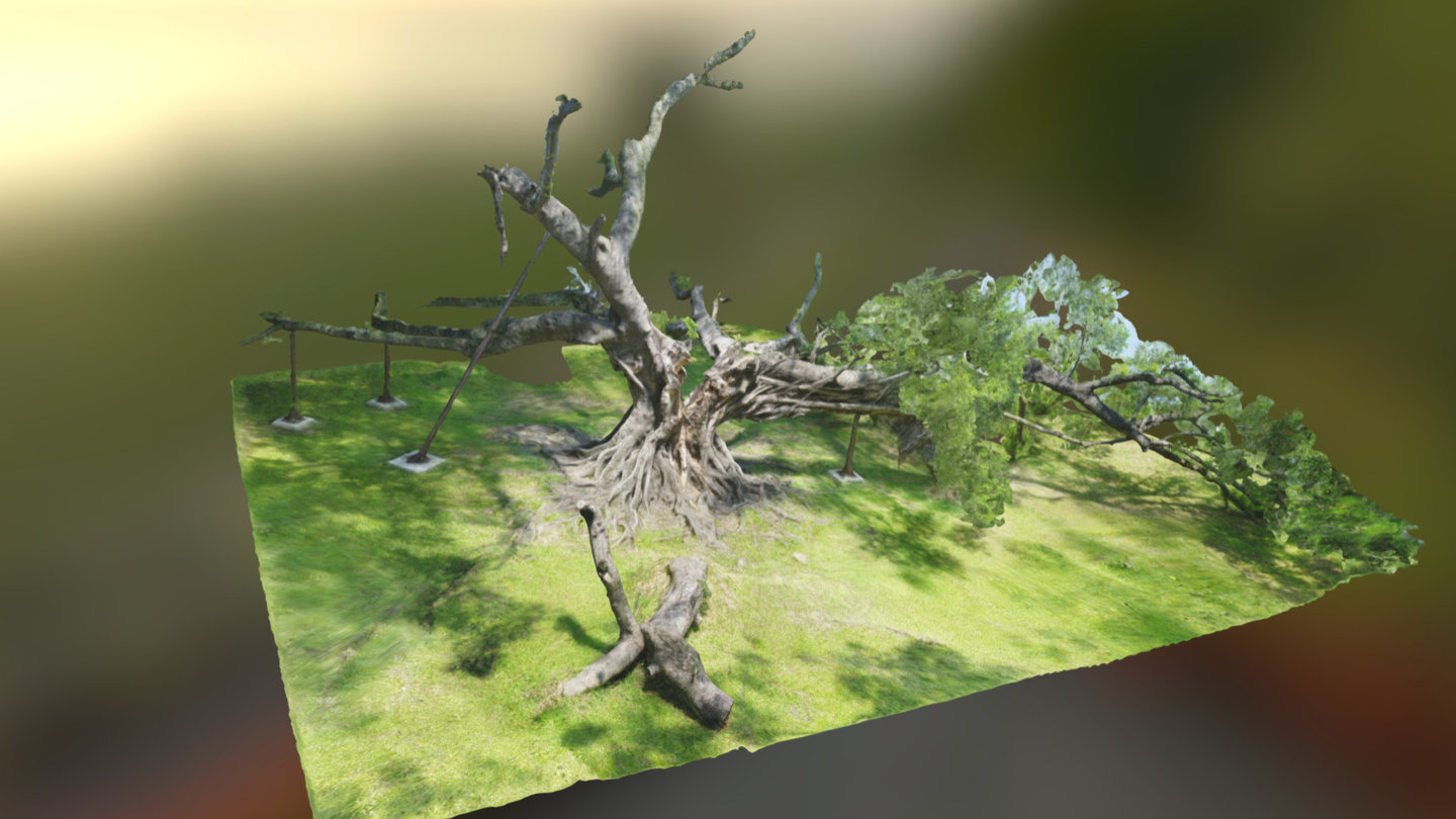 Collapsed Banyan Tree of NCKU - 3D model by National Cheng Kung ...
