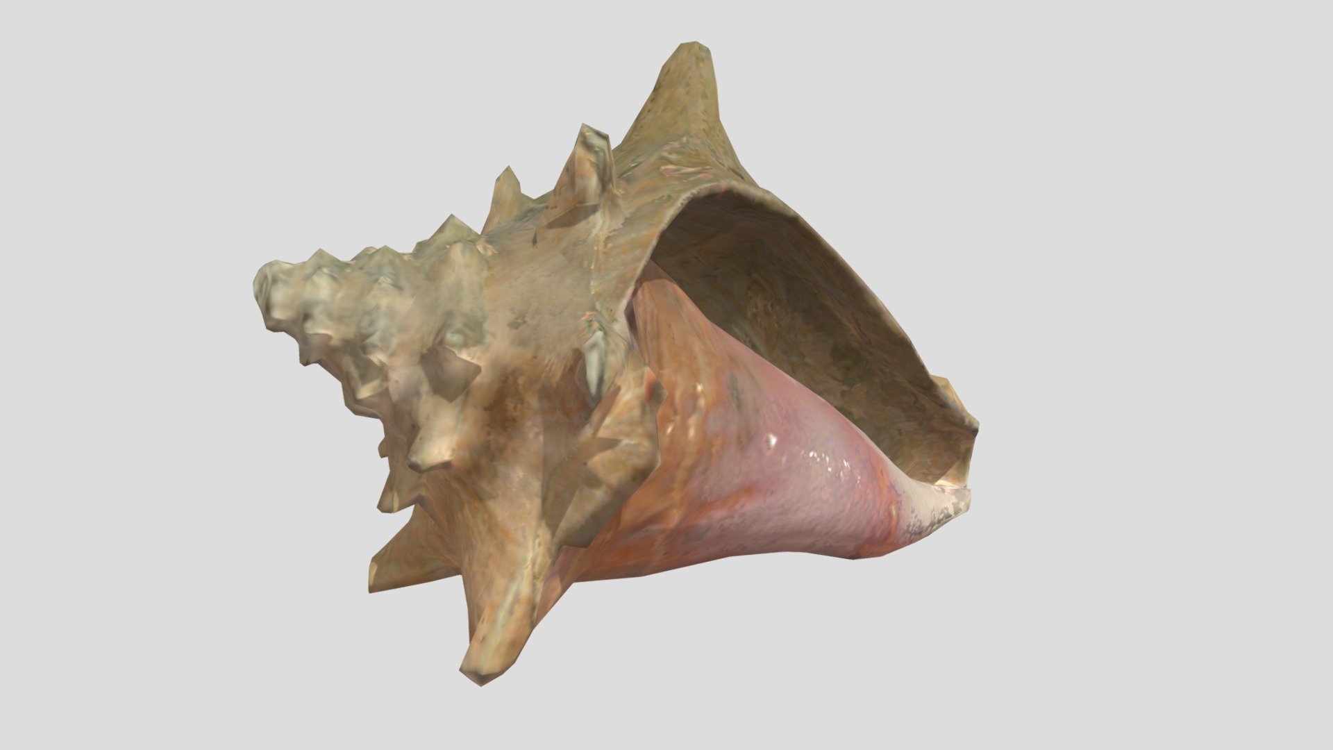 Shell - 3D model by Prof. Koning (@profkoning) [f682bda] - Sketchfab