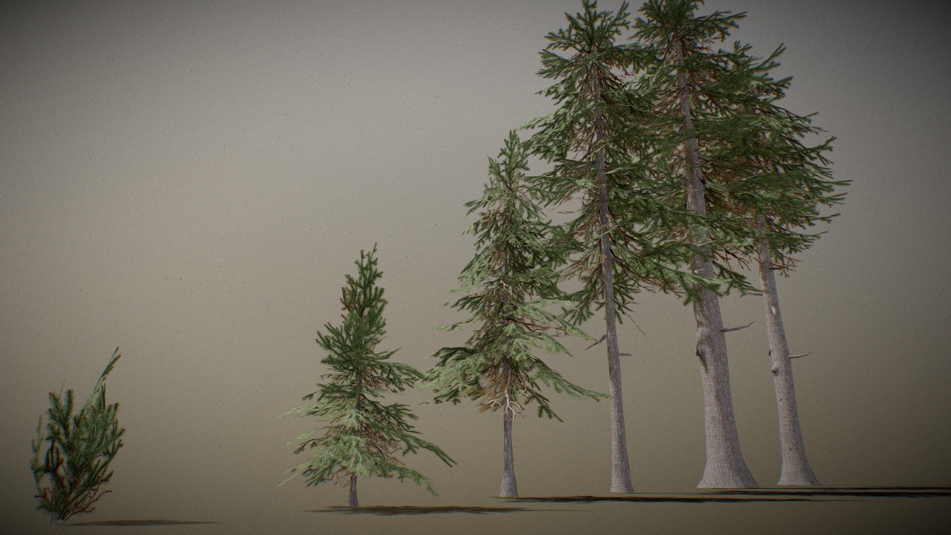 Spruce Trees - Buy Royalty Free 3D model by Serhii3D [f694a0b ...