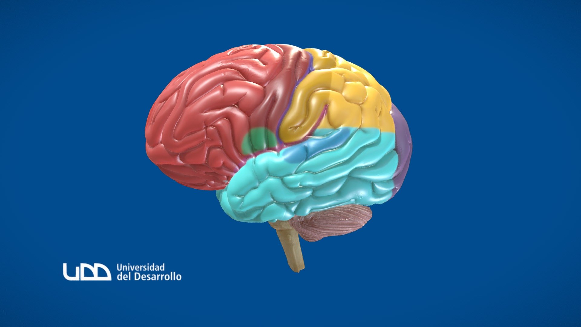 Cerebro - Lóbulos V.02 - 3D model by UDD - Centro de Innovación Docente ...