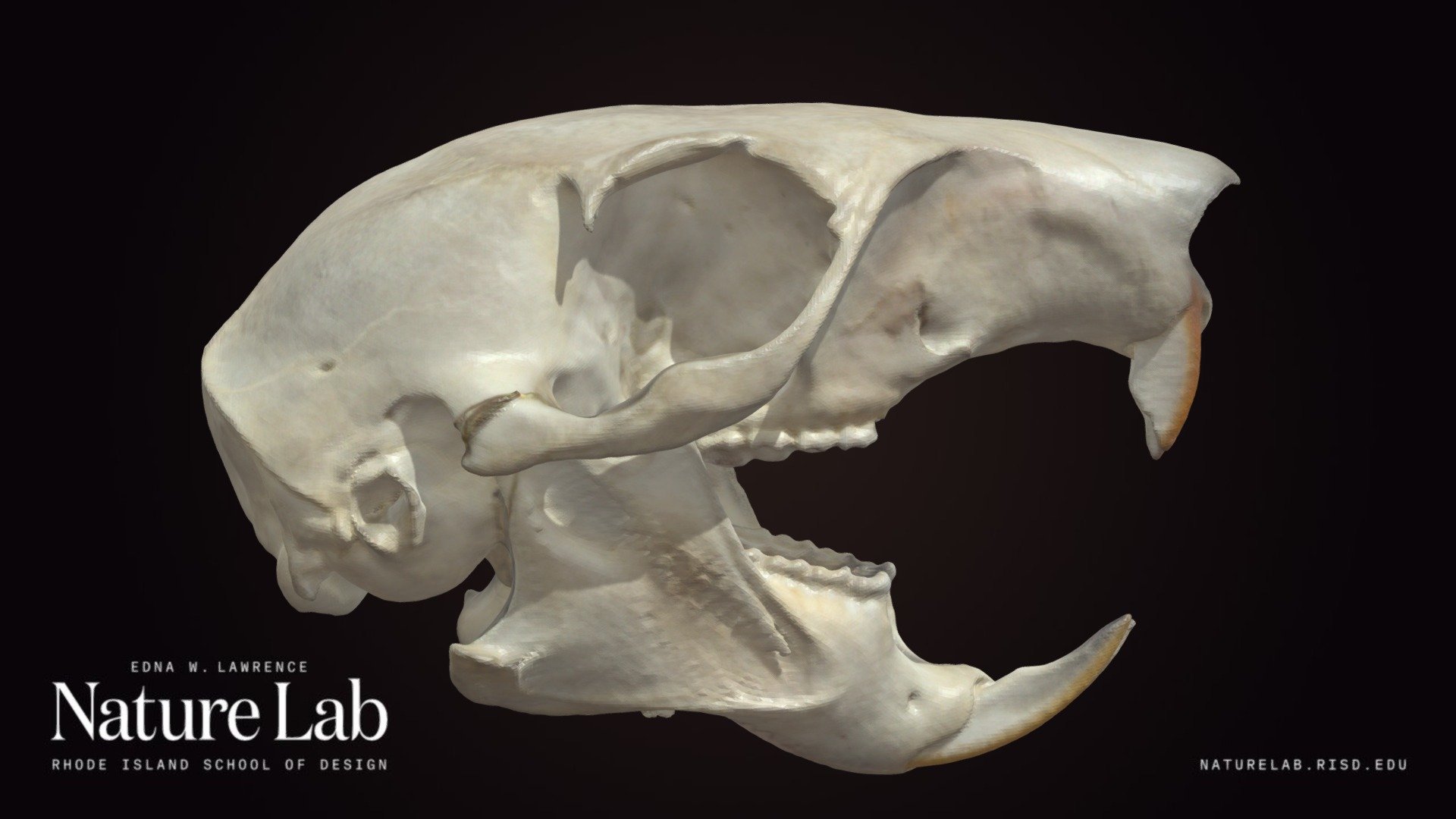 Tree Squirrel Skull - Download Free 3D model by RISD Nature Lab ...