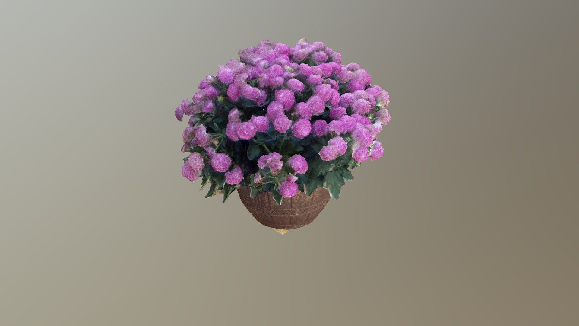 Mums - 3D model by ShacharWeis [f6a3d37] - Sketchfab