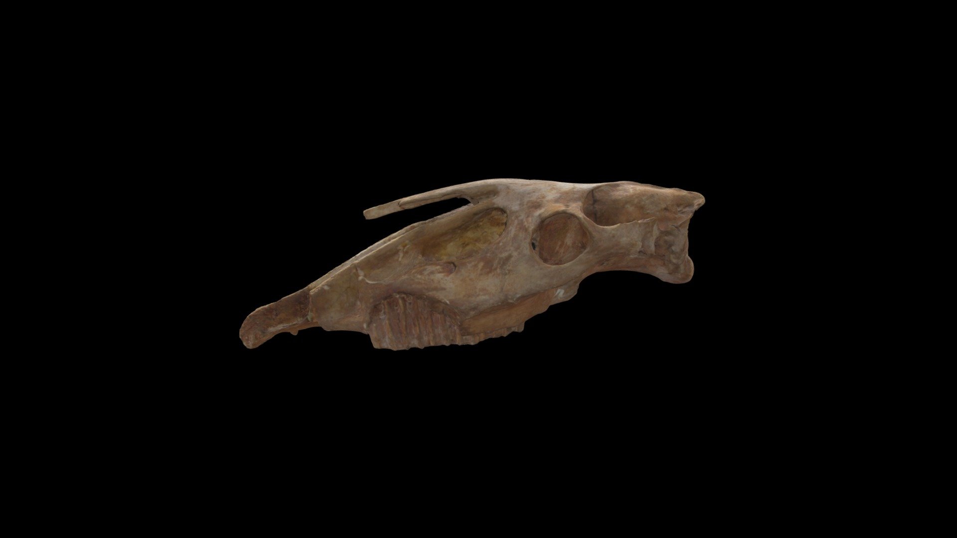 Hippidion (MLP 6-2) - 3D model by Museo de La Plata, Argentina ...