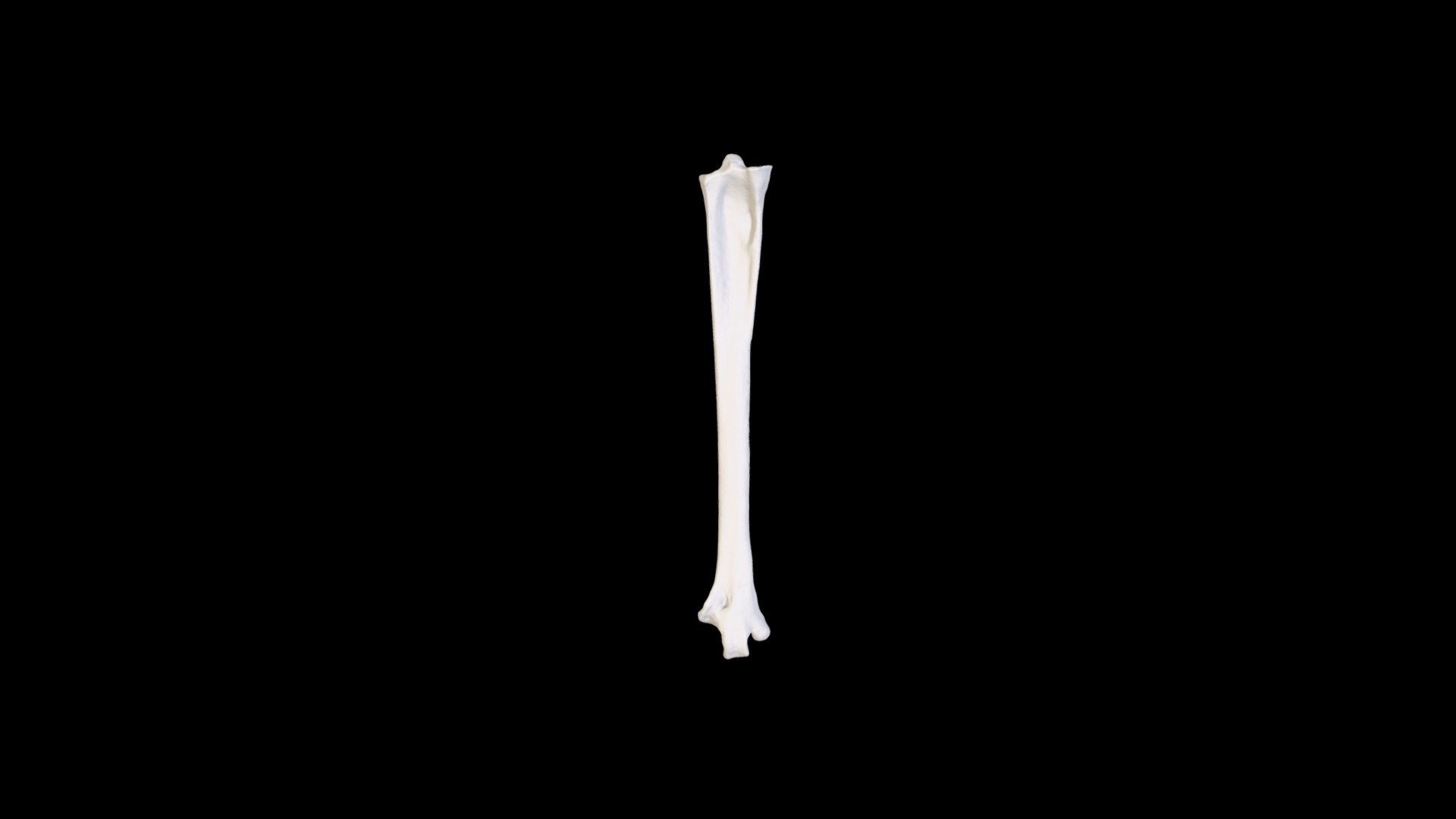 Koekoeā (Eudynamys taitensis) tarsometatarsus - 3D model by Auckland ...