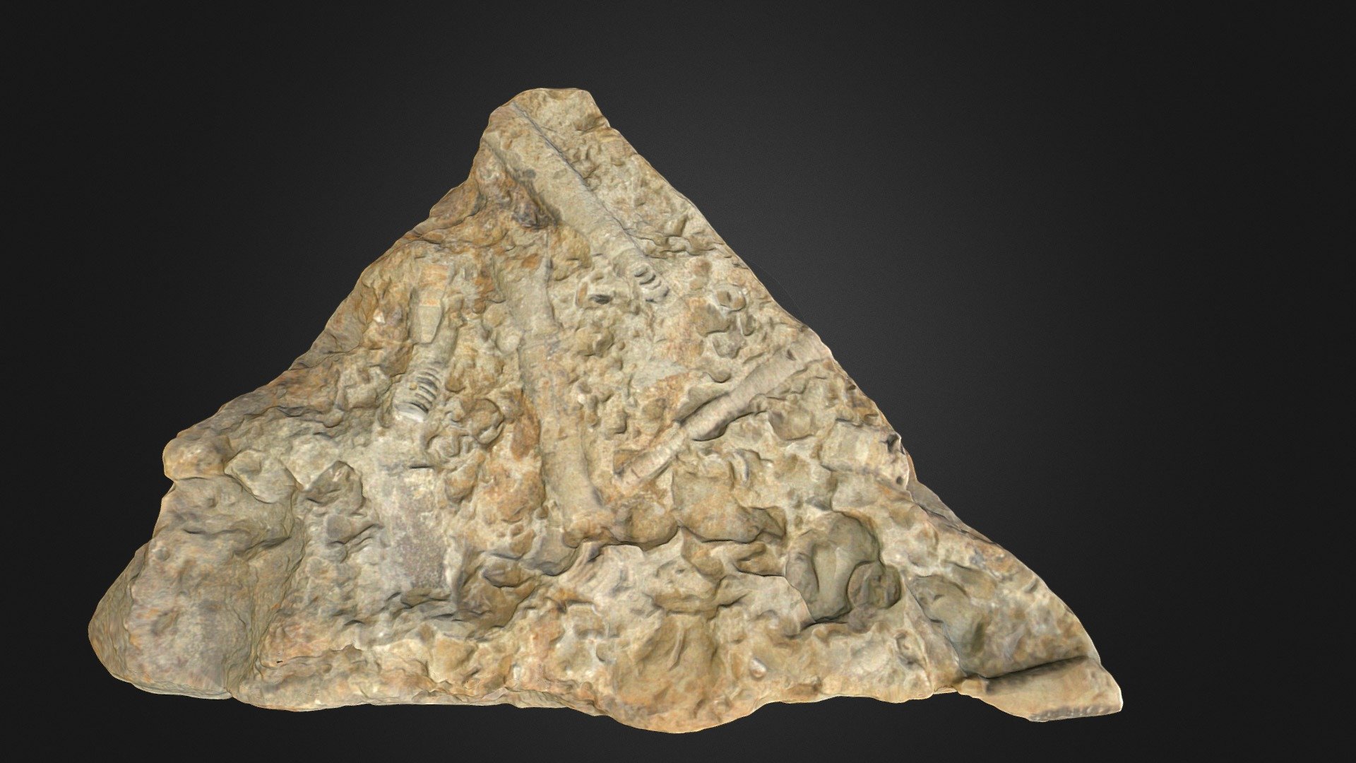 Orthoceras Fossil Matrix from Etobicoke, Ontario - Download Free 3D ...