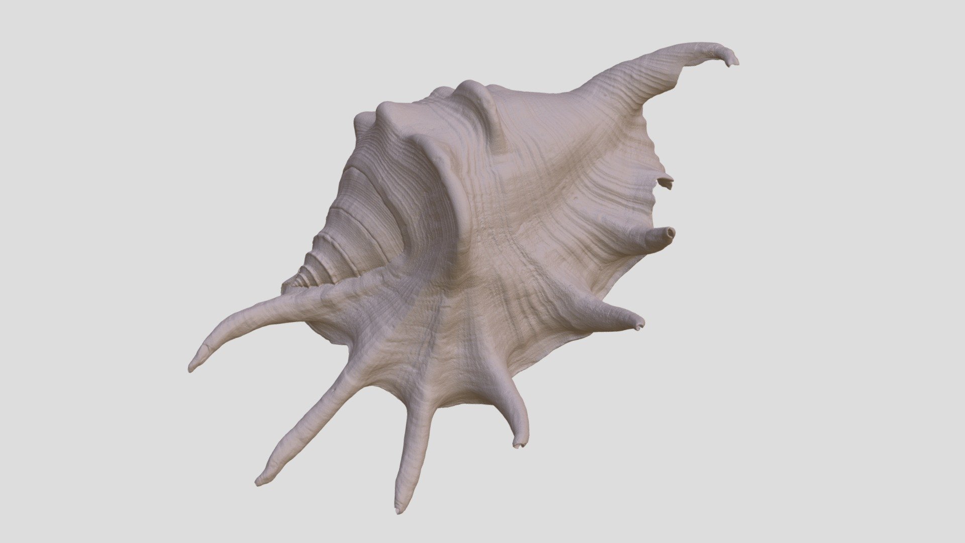 Lambis lambis (DMNS:Inv:23973) - Download Free 3D model by Biodiversity ...