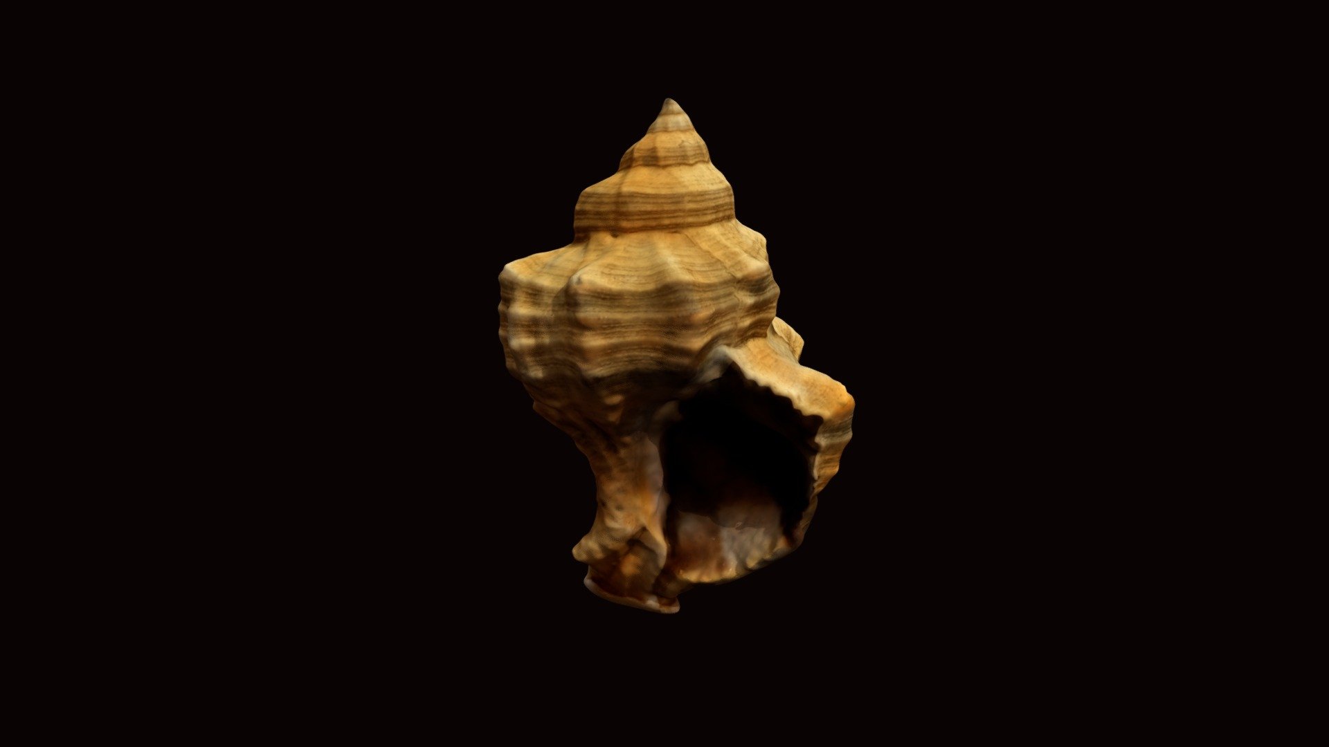 Buzio Melhorado - 3D model by helenavieira [f6ac6b0] - Sketchfab