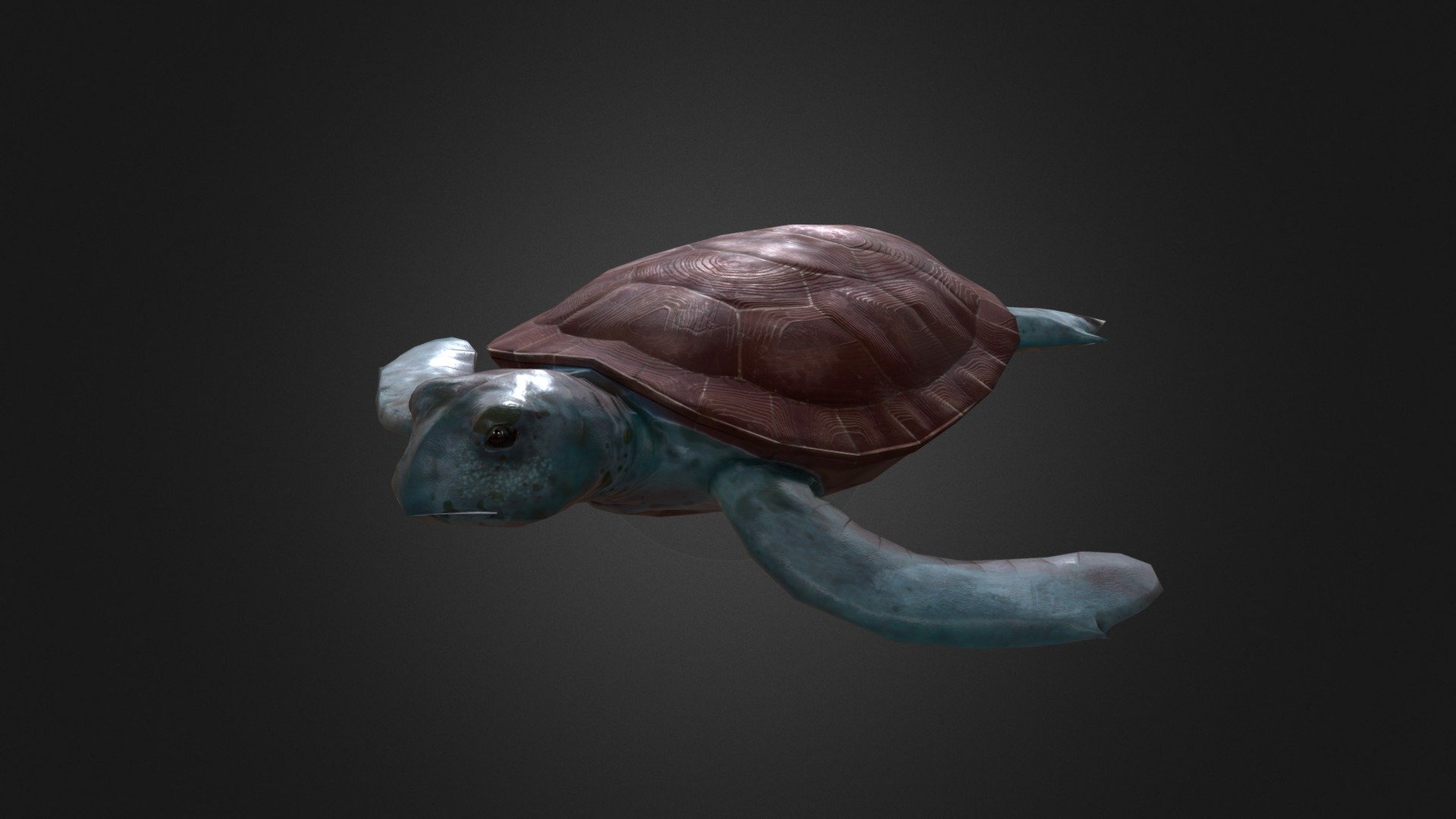 Turtle - Download Free 3D model by liamgamedev [f6b4dd7] - Sketchfab