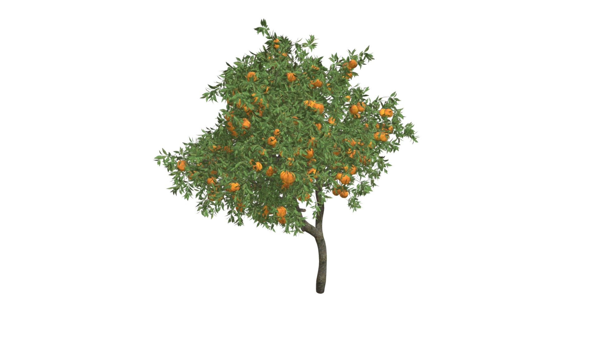 Orange Tree #07 - Buy Royalty Free 3D model by meshshape [f6ba8ae ...