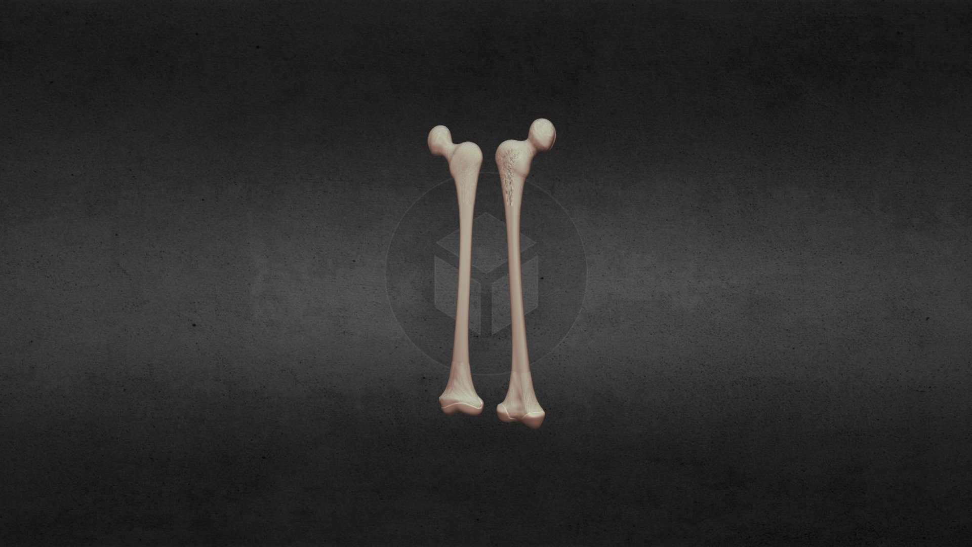 human femur bone - Download Free 3D model by Beste Zengin (@beste ...