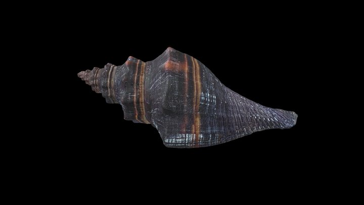 Snail 3d Models Sketchfab