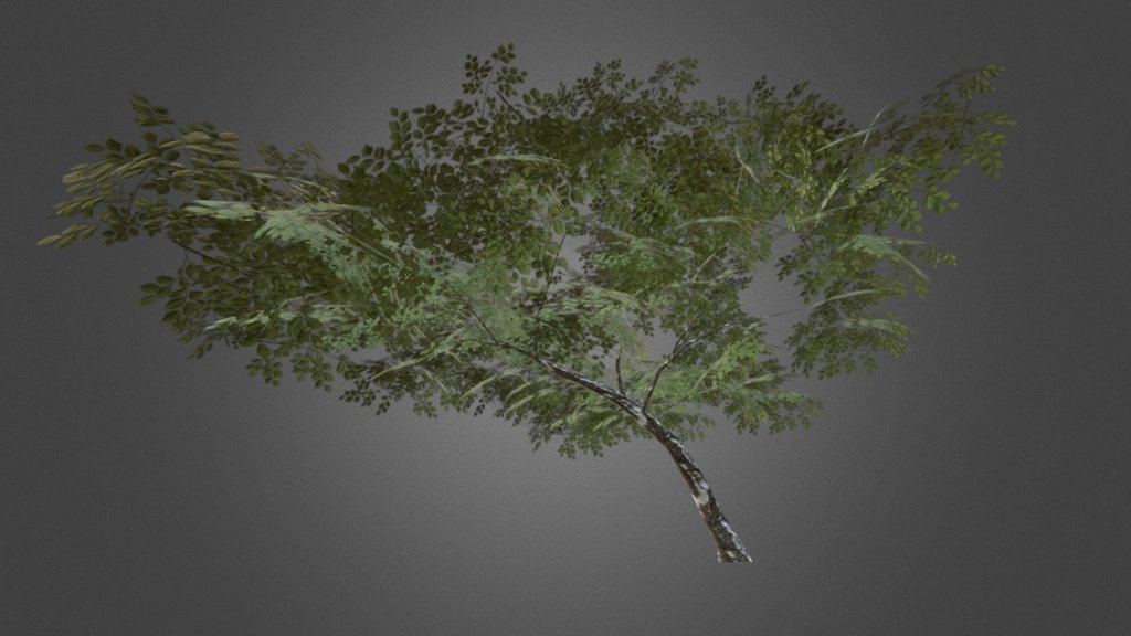 Tree - 3D model by hilbert markus (@hilbert_markus) [f6c2dd3] - Sketchfab