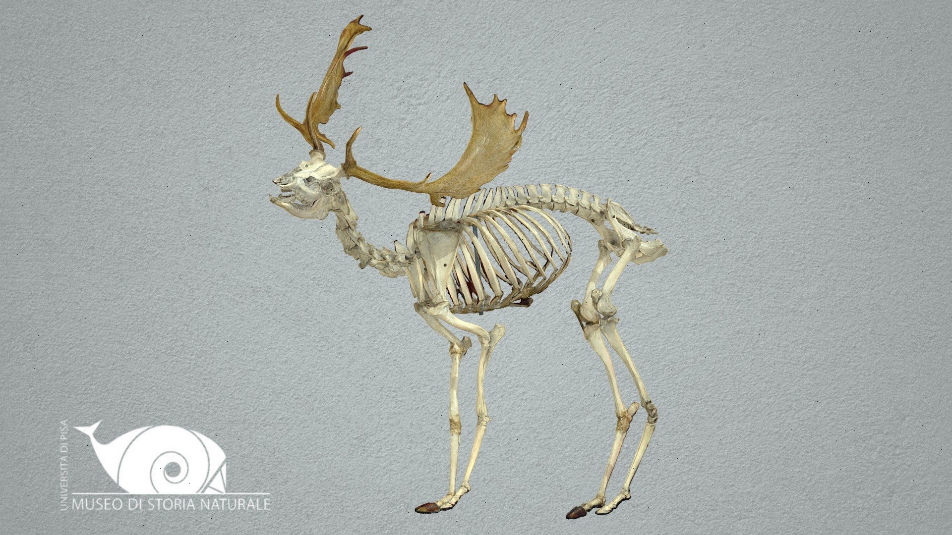 European fallow deer - 3D model by Natural History Museum, University ...