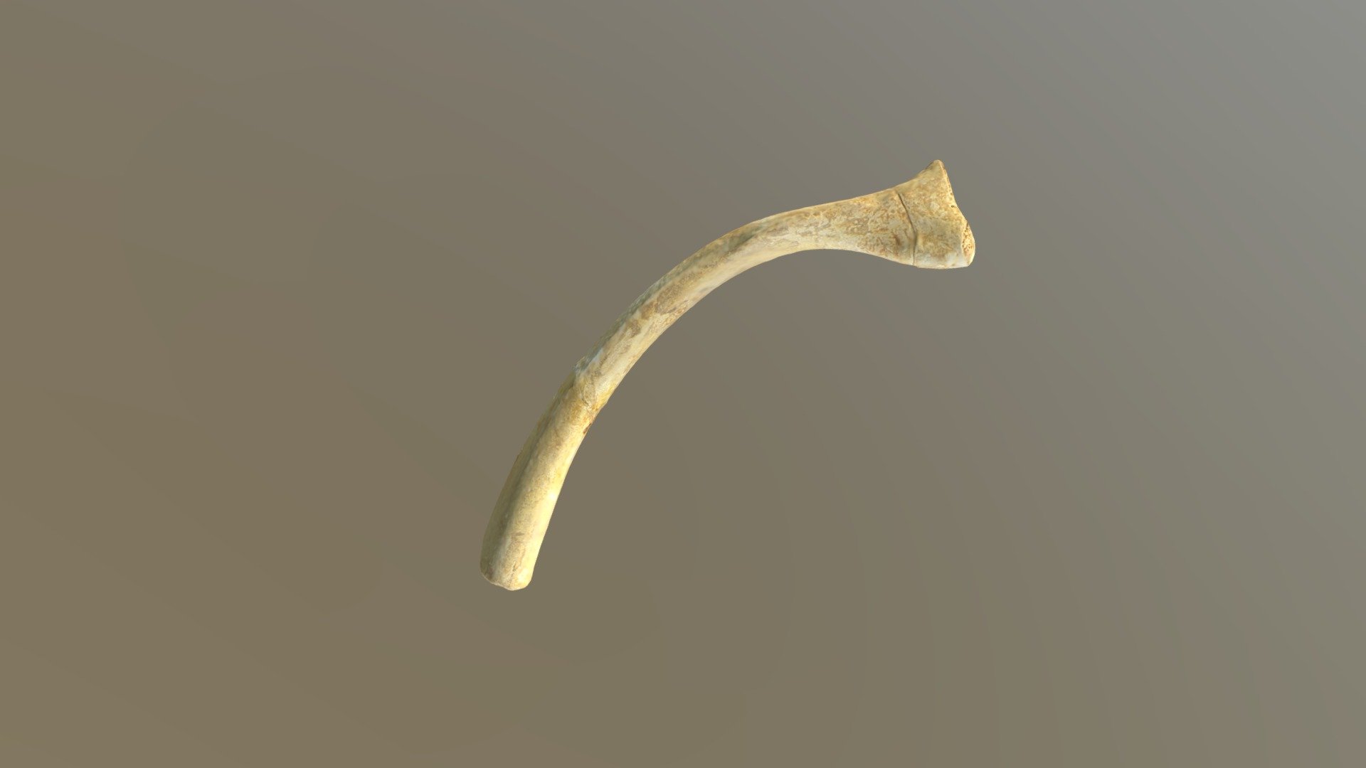Champsosaurus laramiensis rib D768 - 3D model by Shellie Luallin ...