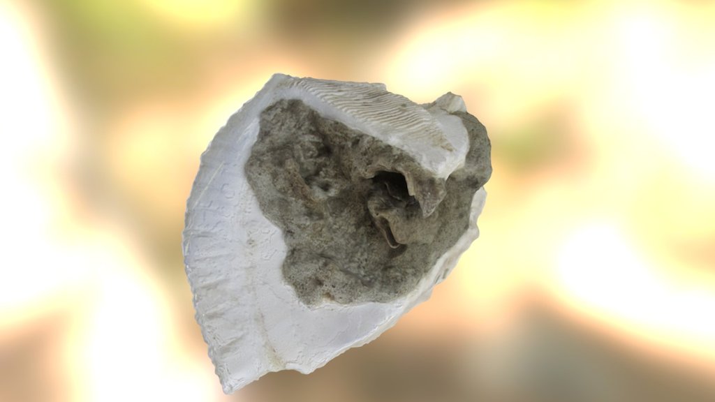 CONCHA - 3D model by Pedro Jara Campoverde (@cucuom) [f6c82e5] - Sketchfab