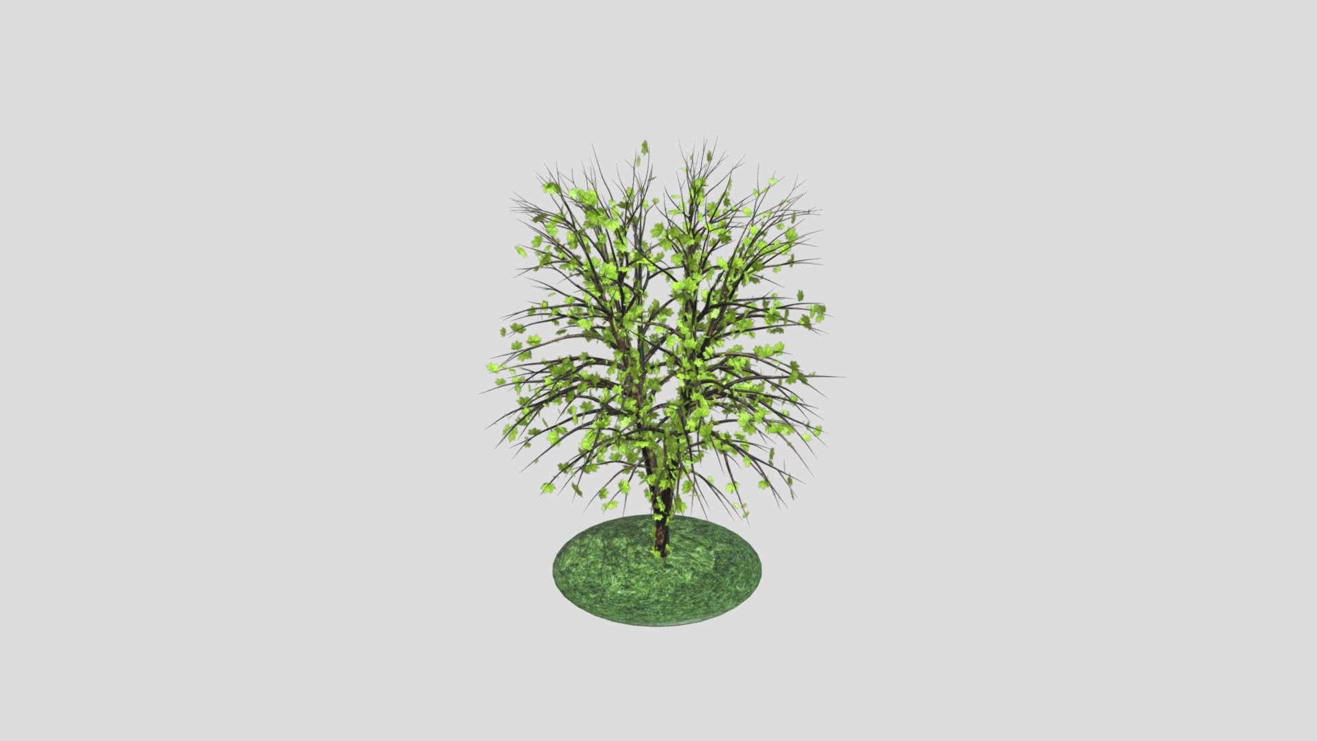 Maple Tree - 3D model by Sir Swaghorse (@andrewoesterling) [f6d3310 ...
