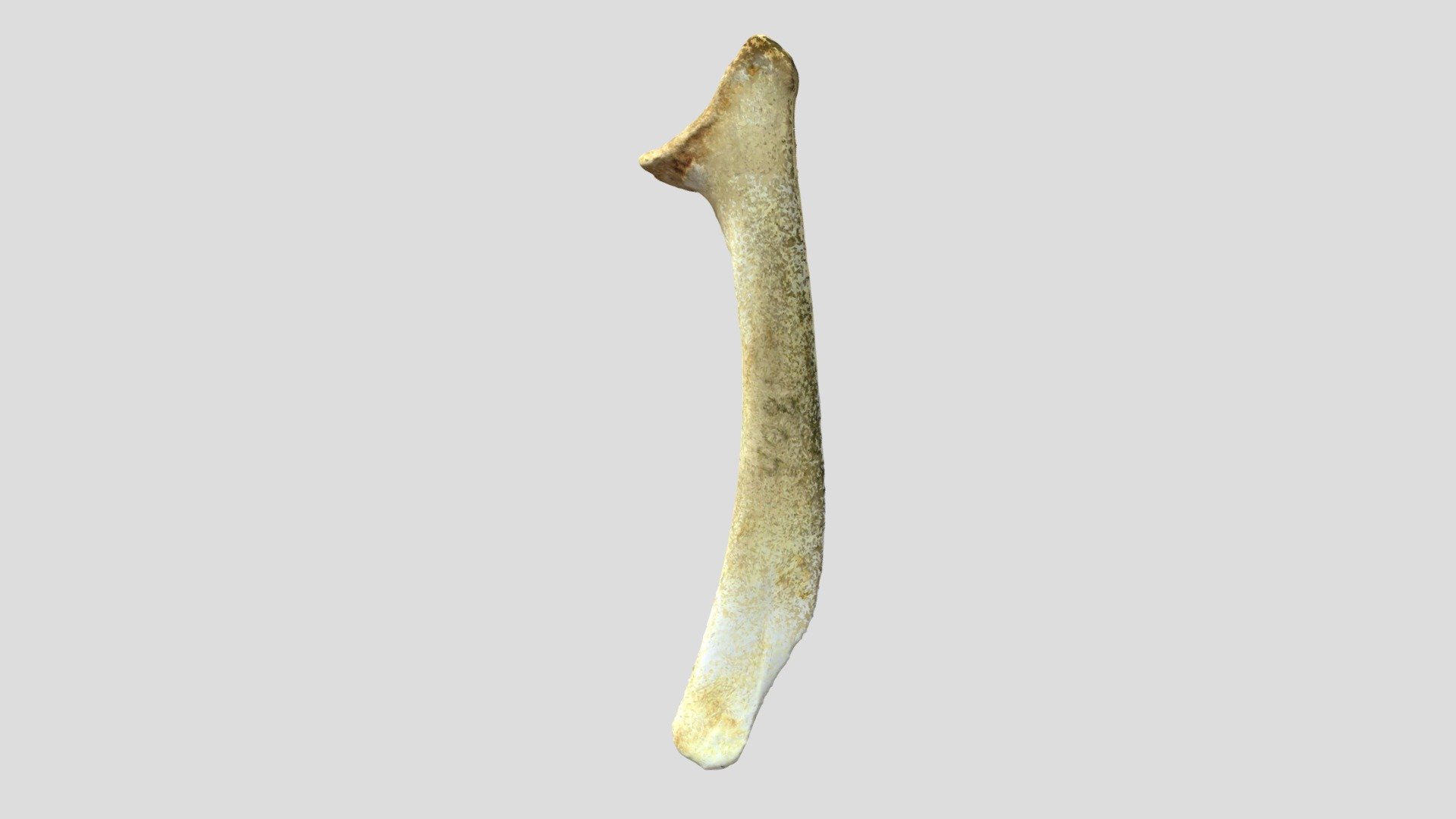 Turkey Scapula Right (VCU_3D_4081) - Download Free 3D model by Virtual ...