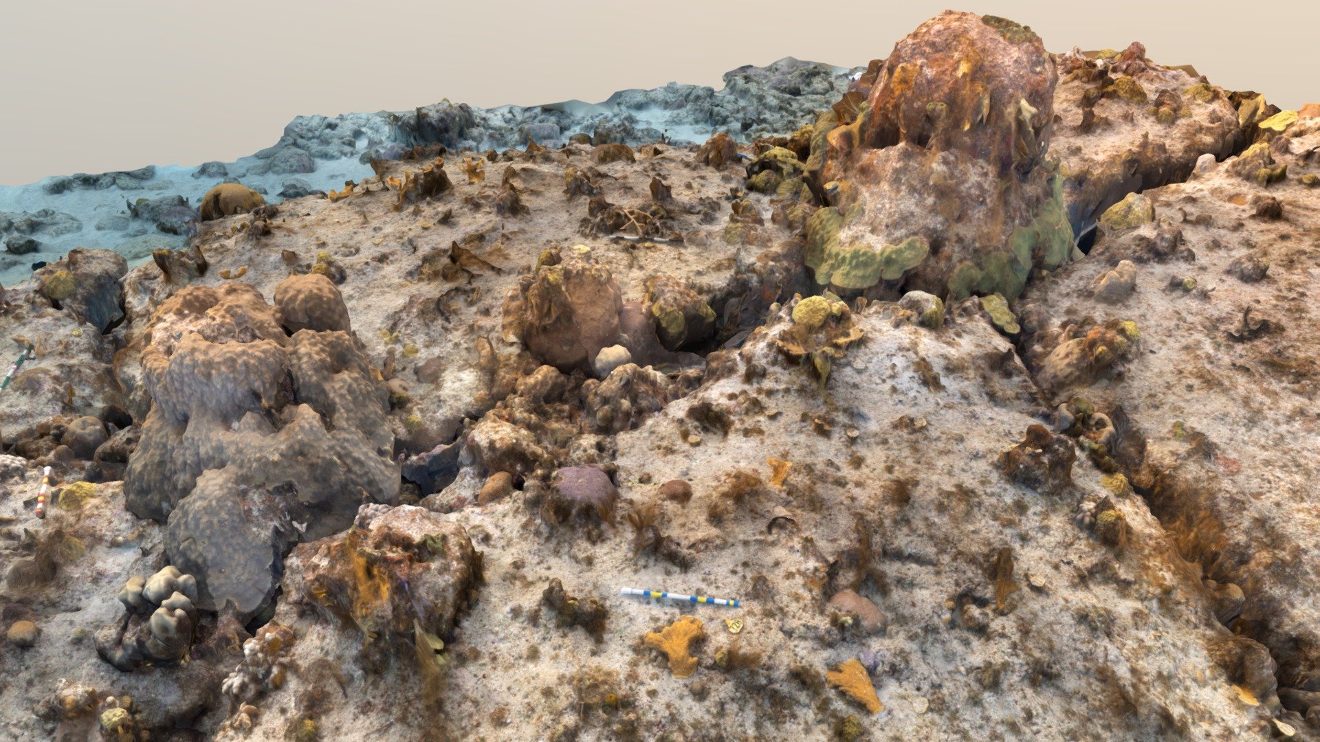 Sandy Point Reef - 3D model by Perry Institute for Marine Science ...