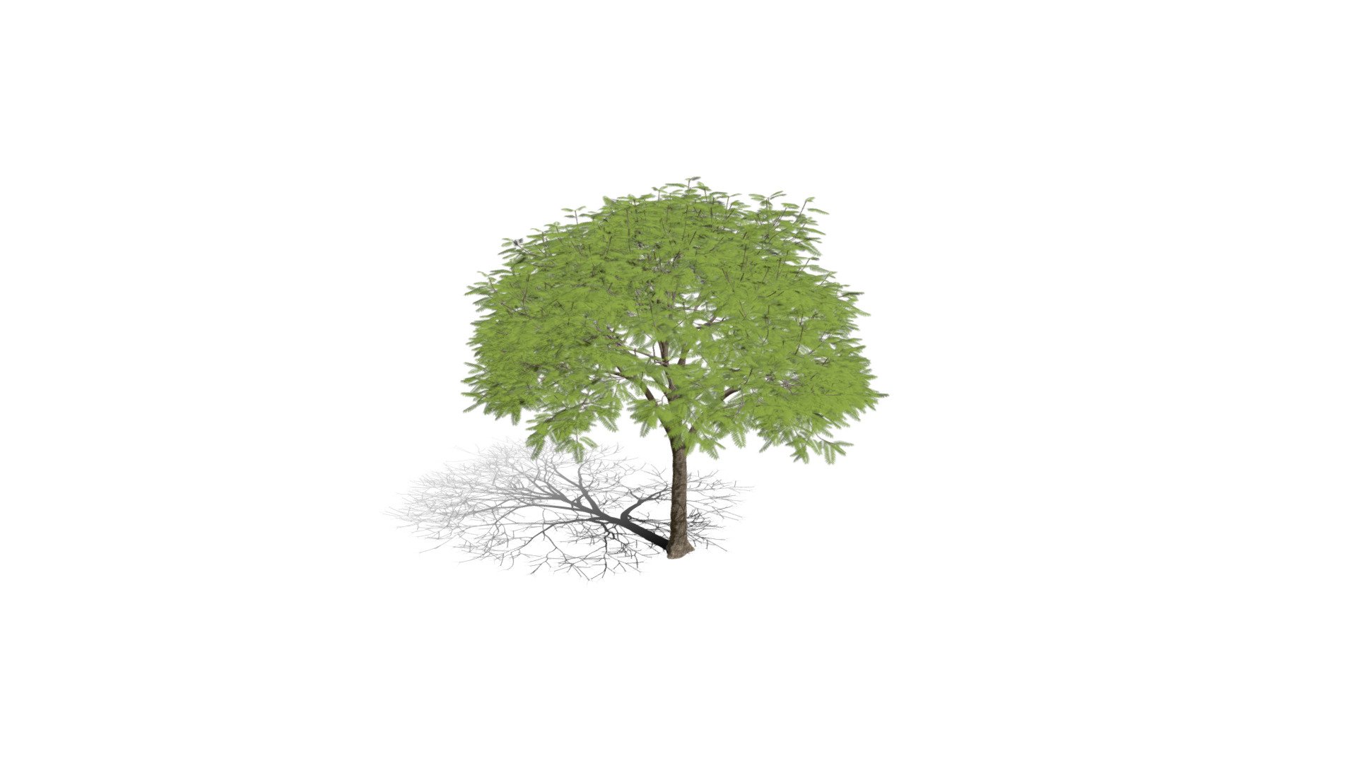 Realistic HD Blue jacaranda (13/40) - Download Free 3D model by ...