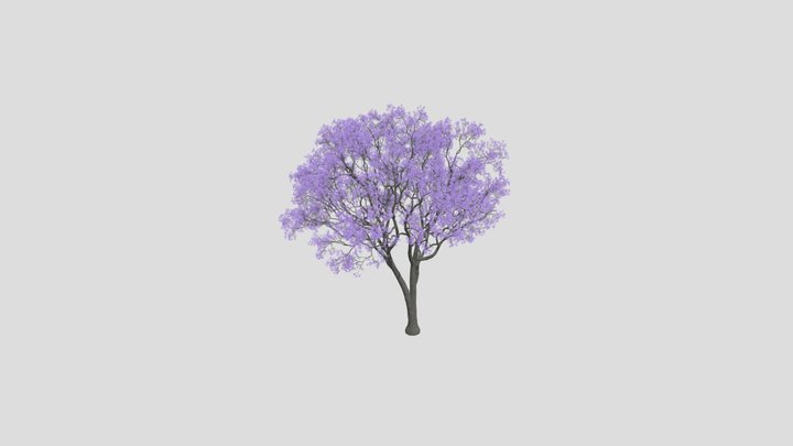 Jacaranda 3D models - Sketchfab