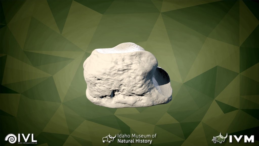 IMNH-75002-27- Unciform Left - Download Free 3D model by Idaho ...
