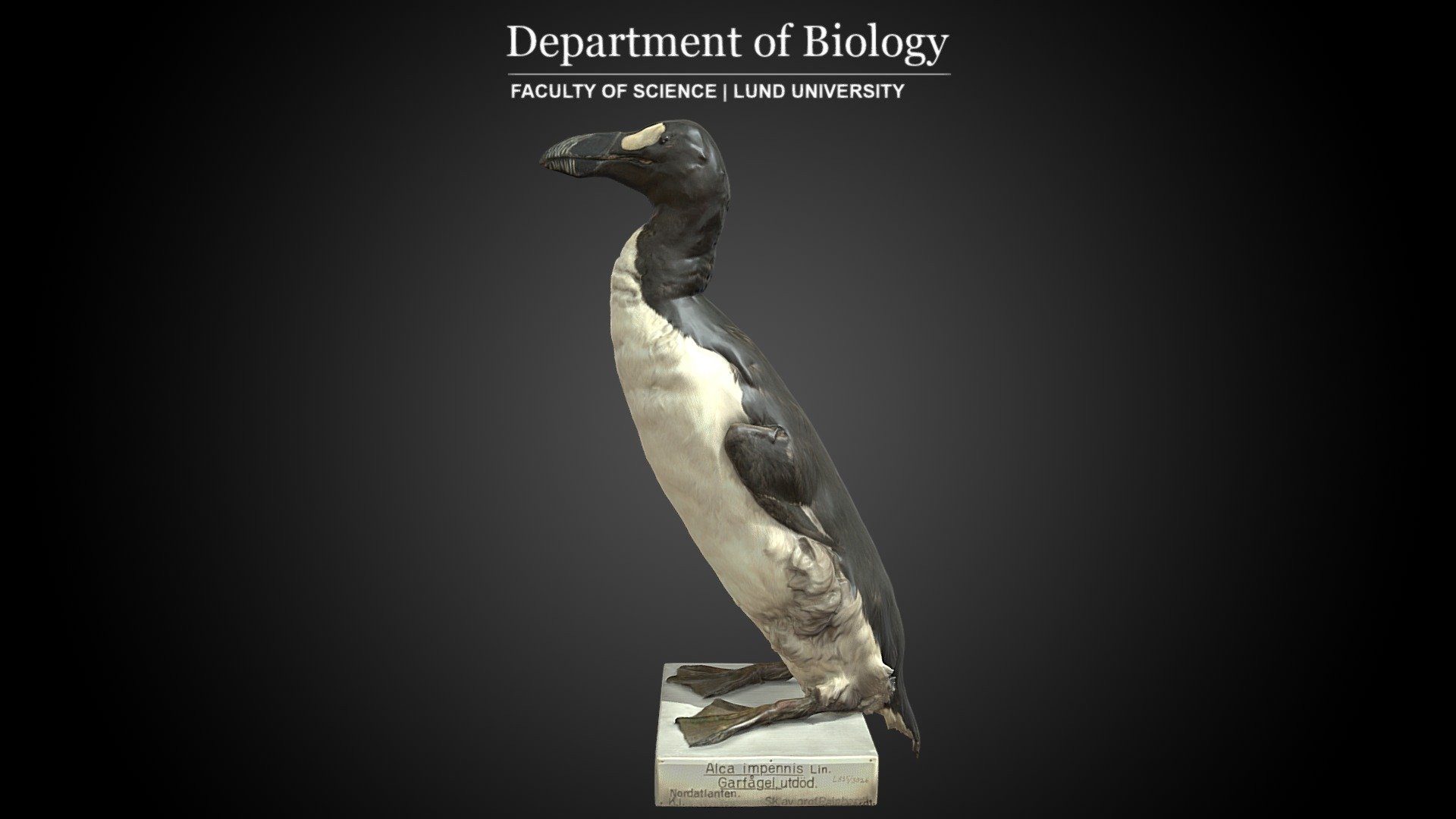 Great Auk (Pinguinus impennis) - 3D model by 3D Lab - Department of ...