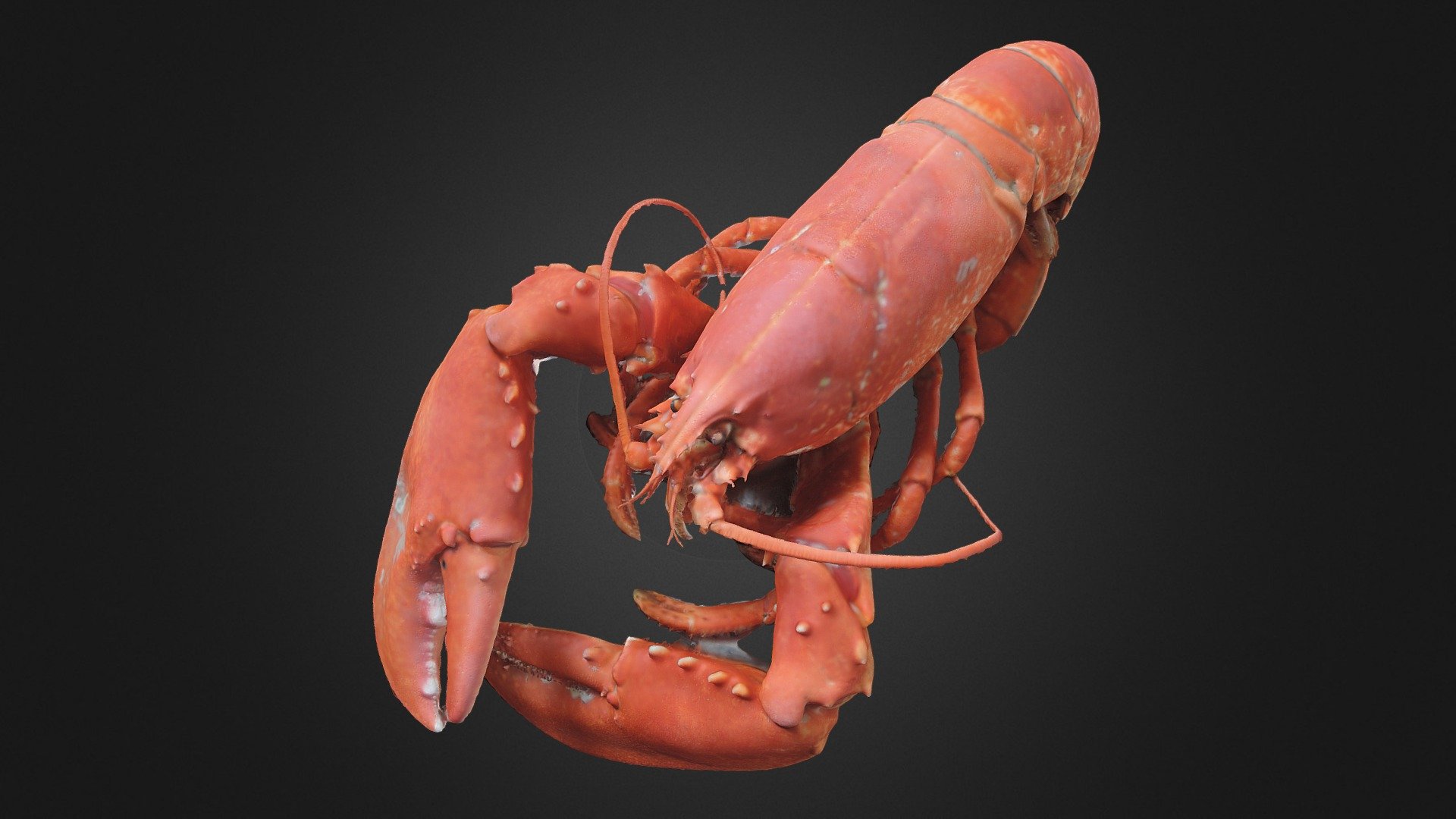 Lobster High Res - 3D model by Fitzwilliam Museum (@fitzwilliammuseum ...