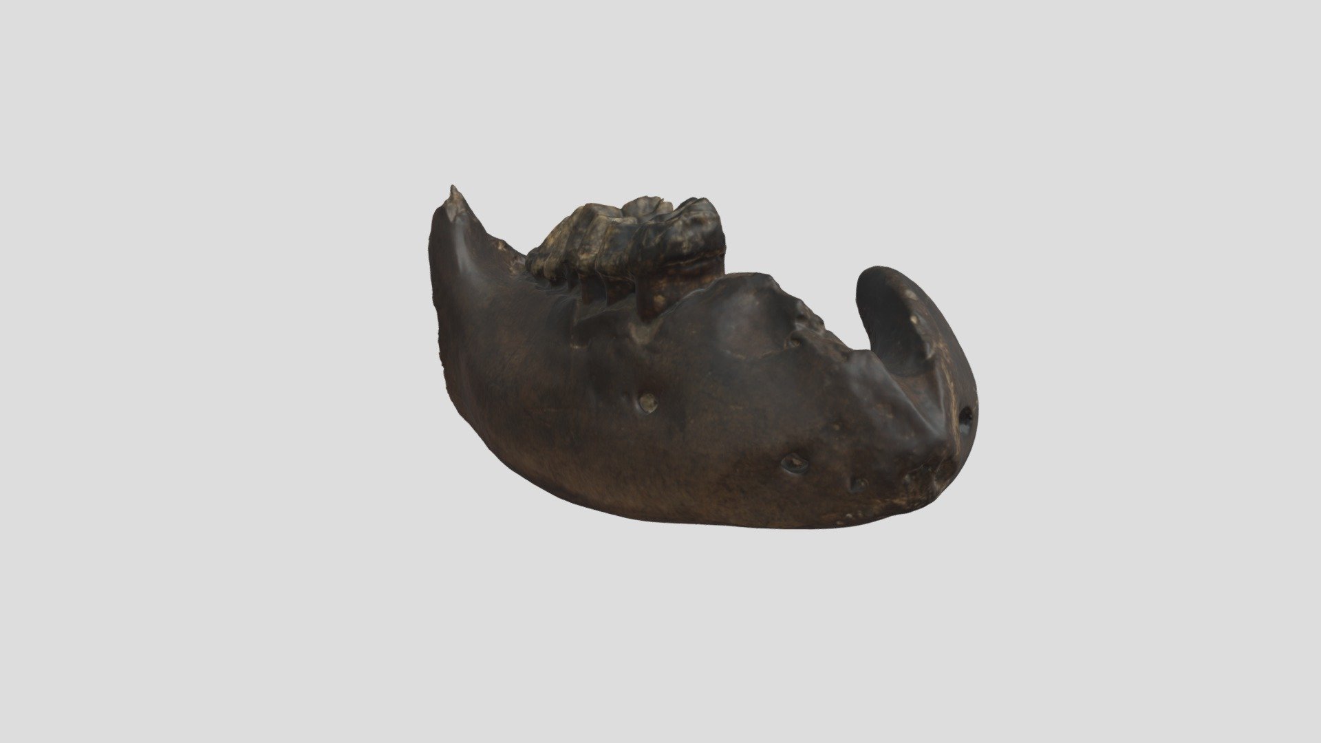 Mastodon Mandible (VCU_3D_4143) - 3D model by Virtual Curation Lab ...