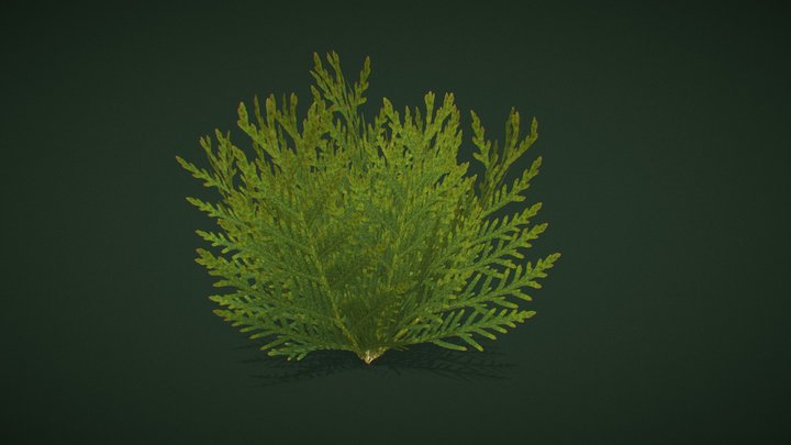 Bush 3D models - Sketchfab
