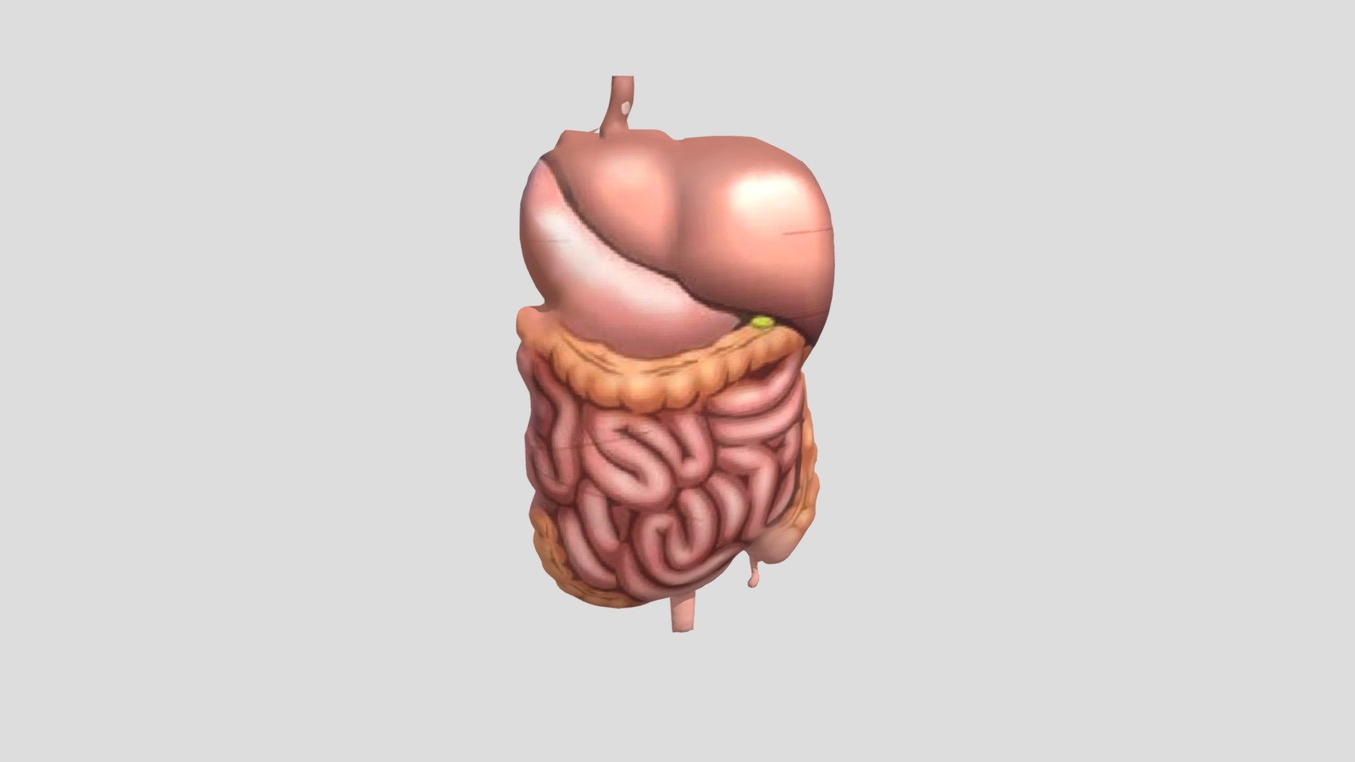 ORGAN PERUT - 3D model by indra717 [f6f94b1] - Sketchfab