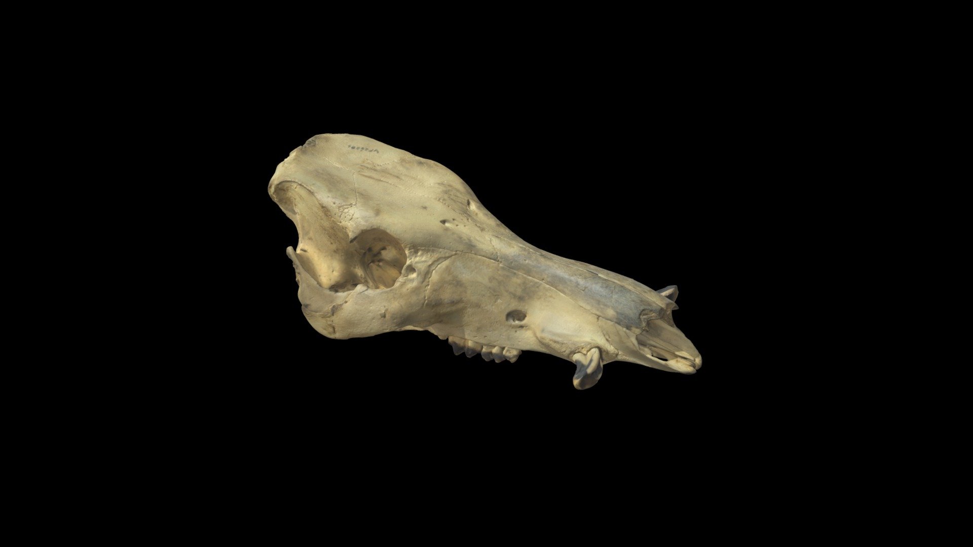 Giant Forest Hog Skull - 3D model by Blackburn Lab (@ufherps) [f6ff56a ...