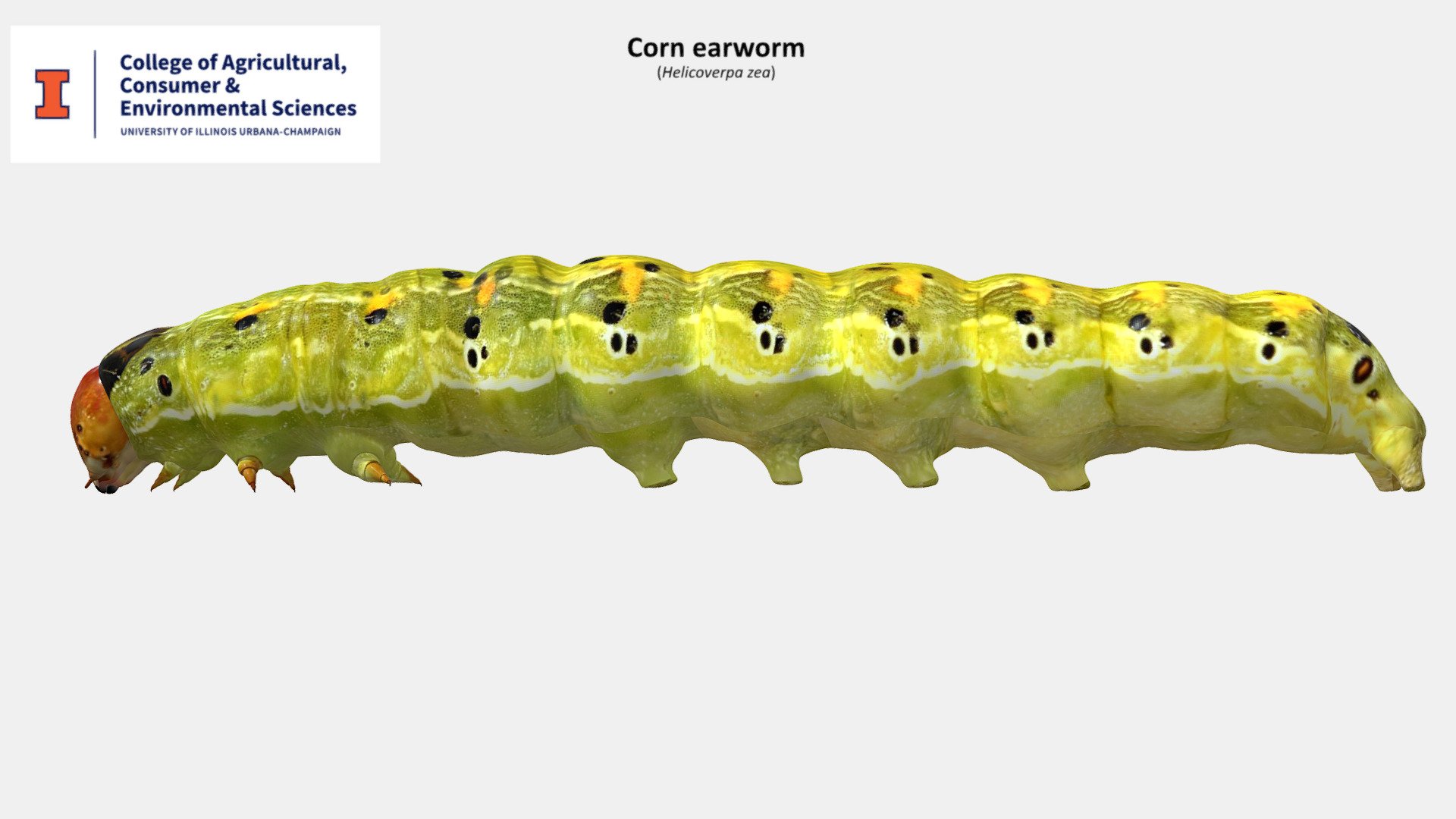 Corn earworm - color 02 - 3D model by Yony T. Callohuari (@ycallohuari ...
