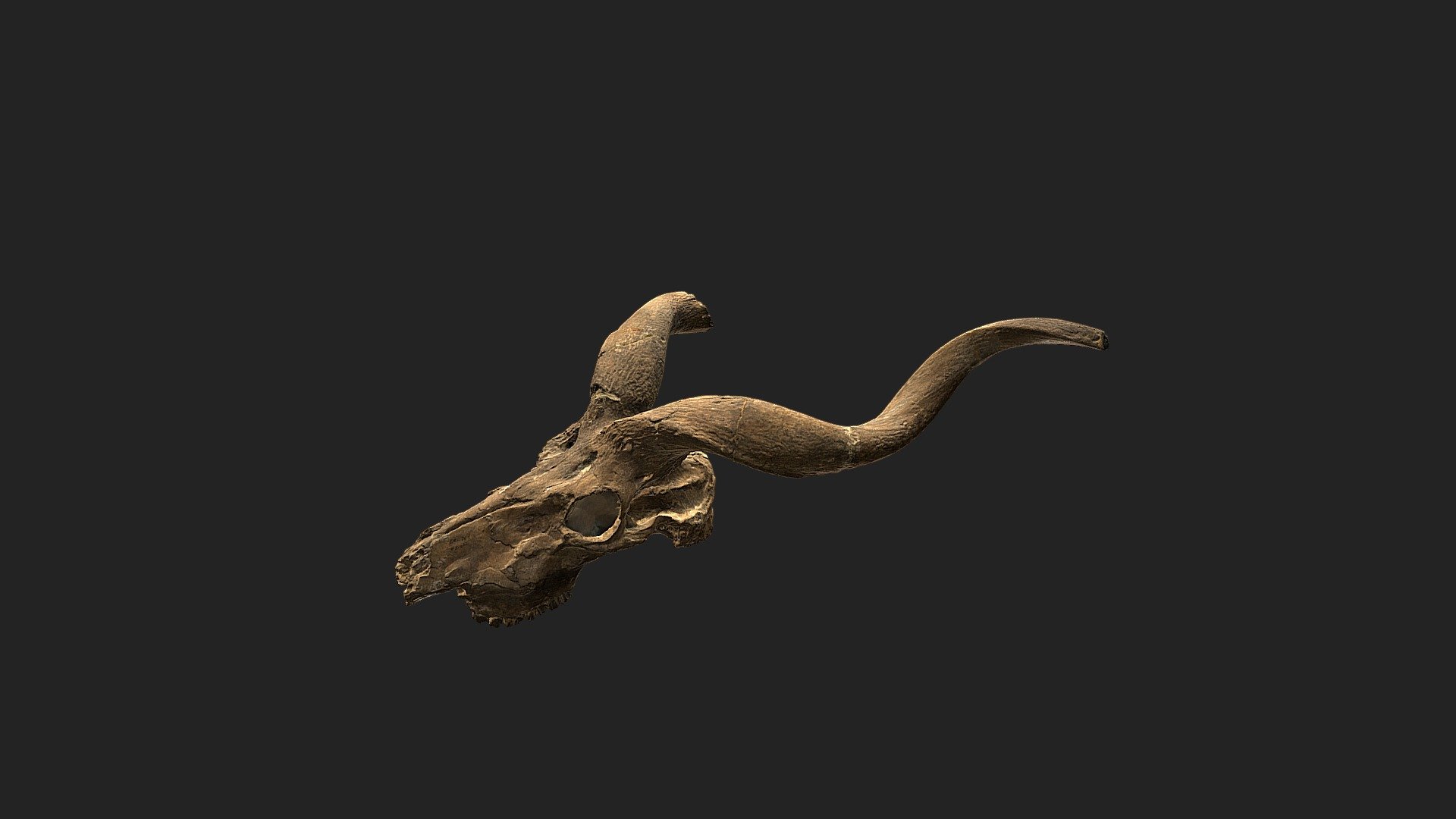 KNM-ER-1005 - 3D model by EARTH SCIENCES DEPARTMENT NMK3D (@NMK3D ...