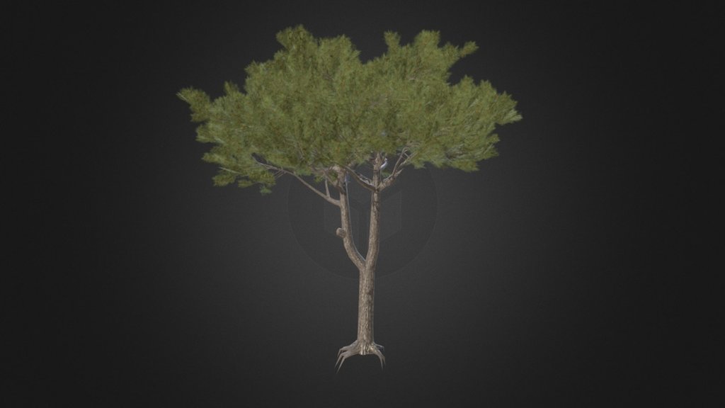 Pino 1 - 3D model by ArchiRADAR [f7053b4] - Sketchfab