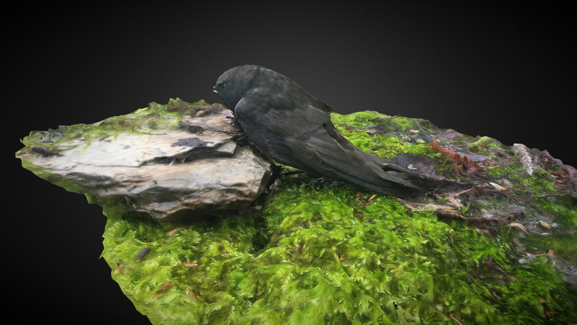 Common swift - Buy Royalty Free 3D model by Gaël (@gael.billon ...