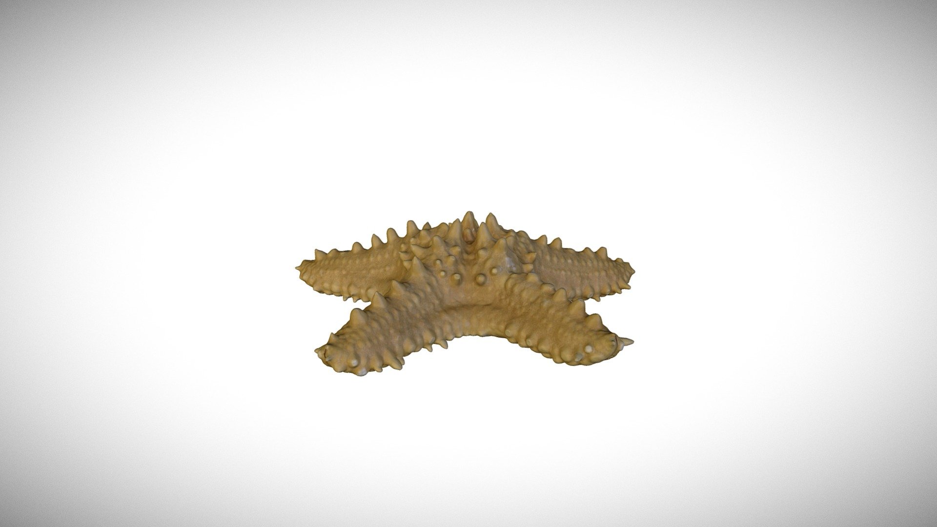 Protoreaster lincki / CASIZ 106927 - 3D model by California Academy of ...