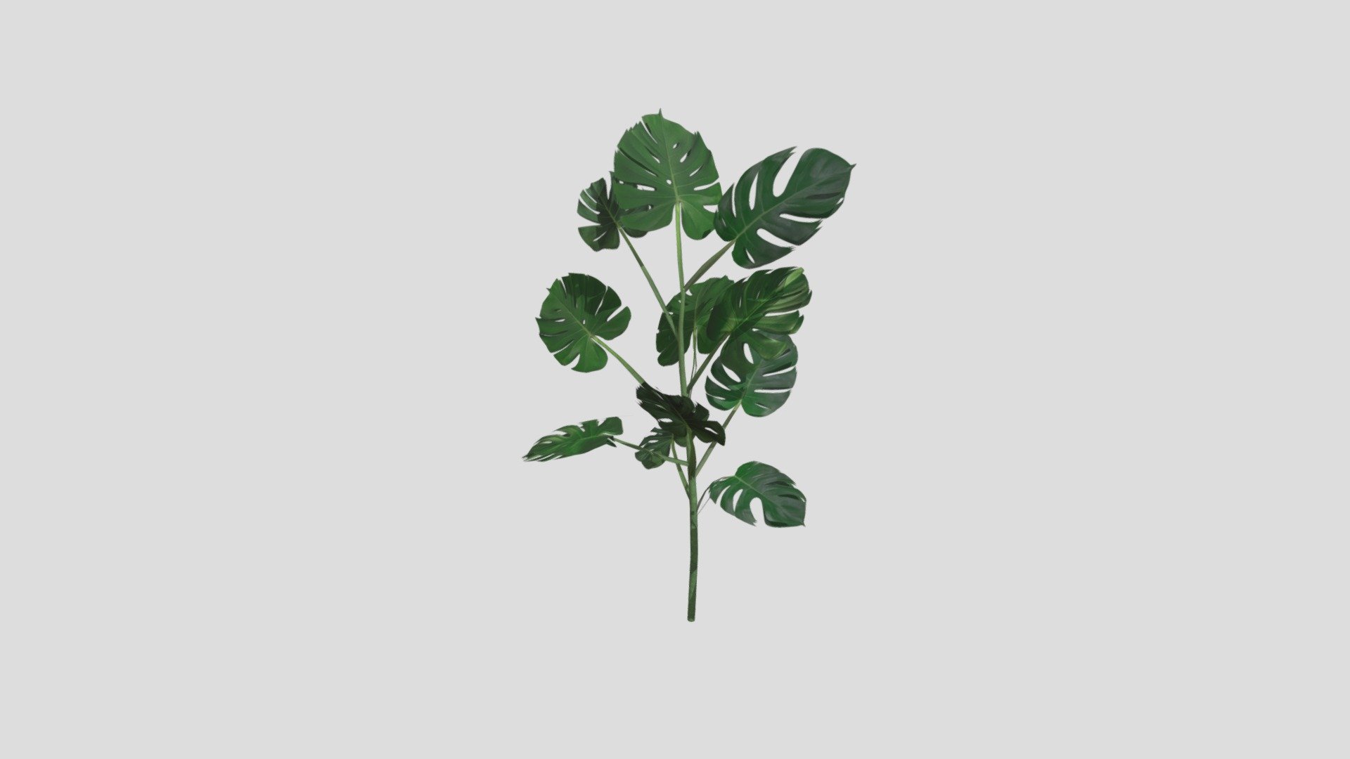 Monstera - 3D model by TreasuredTeam [f71519a] - Sketchfab