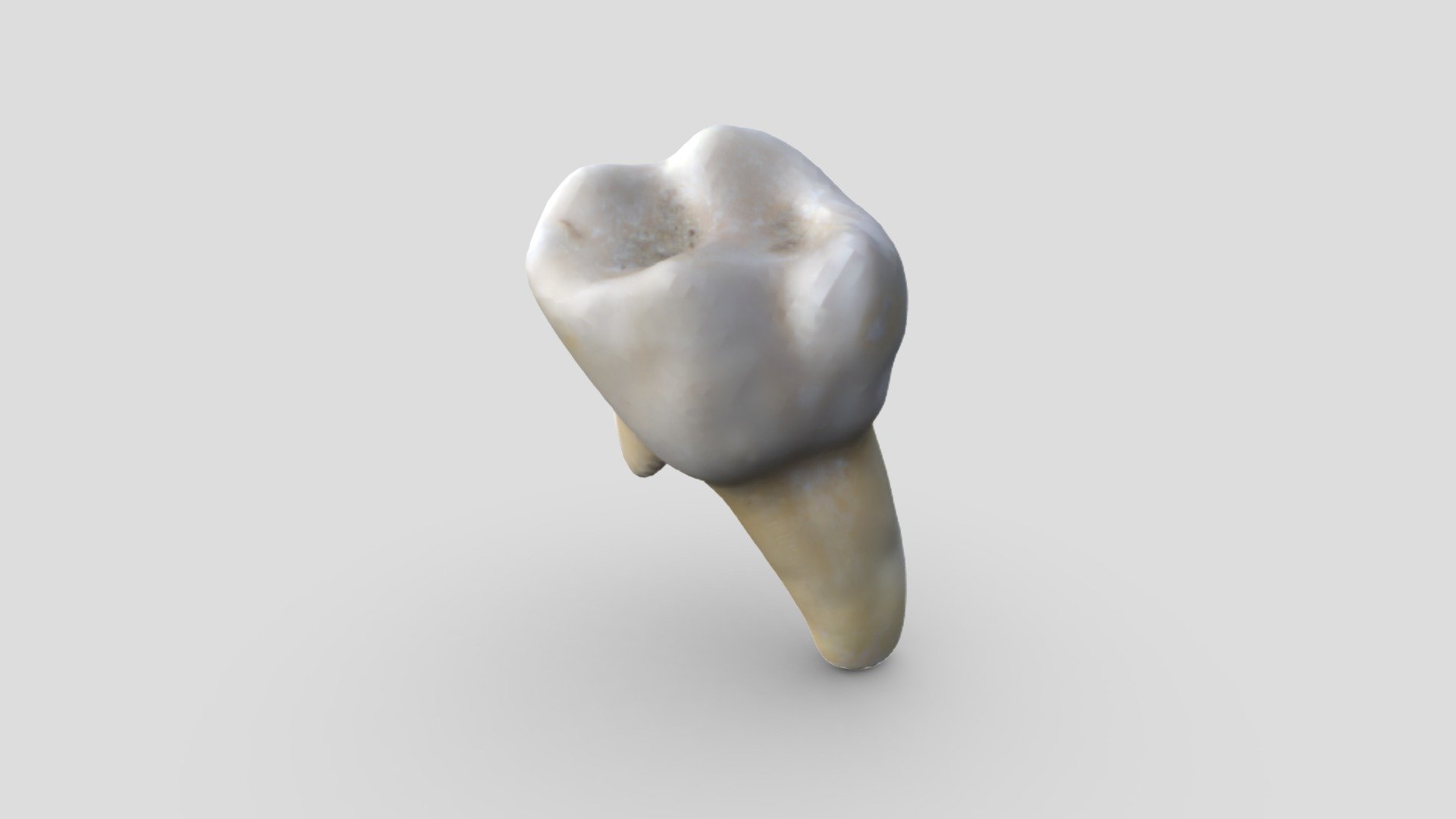 Human Tooth - 3D model by ejifer89 [f7162ac] - Sketchfab