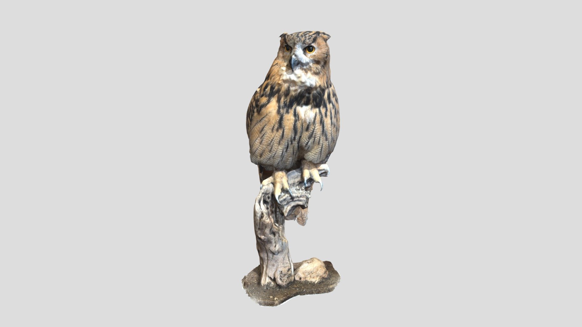 Výr velký (Bubo bubo) - 3D model by sabina.niedobova [f71c3e3] - Sketchfab