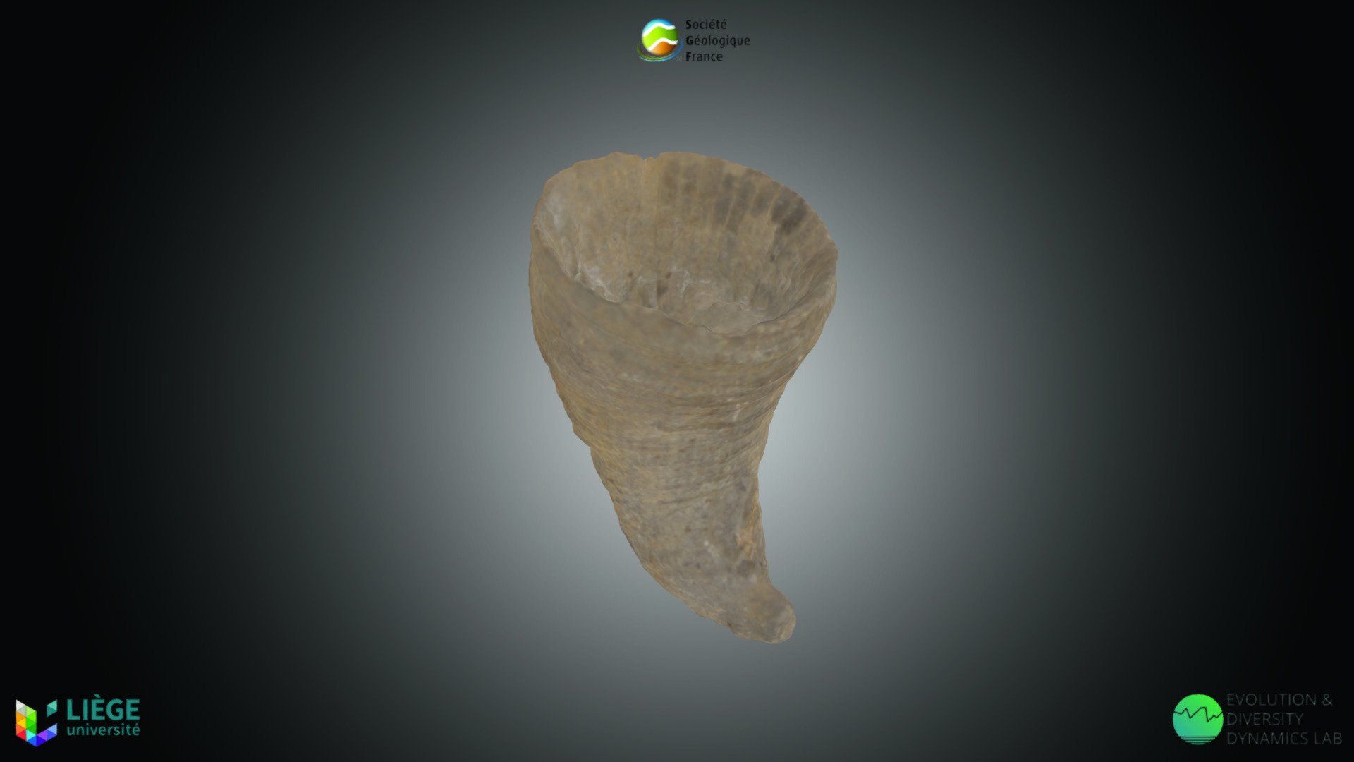 Cnidaire - Caninia cornucopiae - Download Free 3D model by Société ...